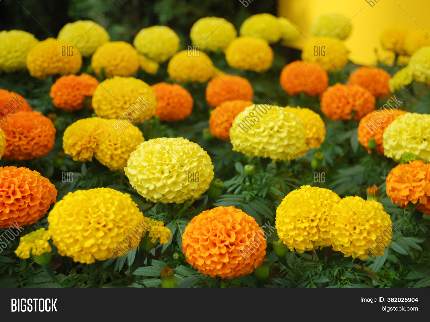 Marigolds Mixed Color Image & Photo (Free Trial) | Bigstock