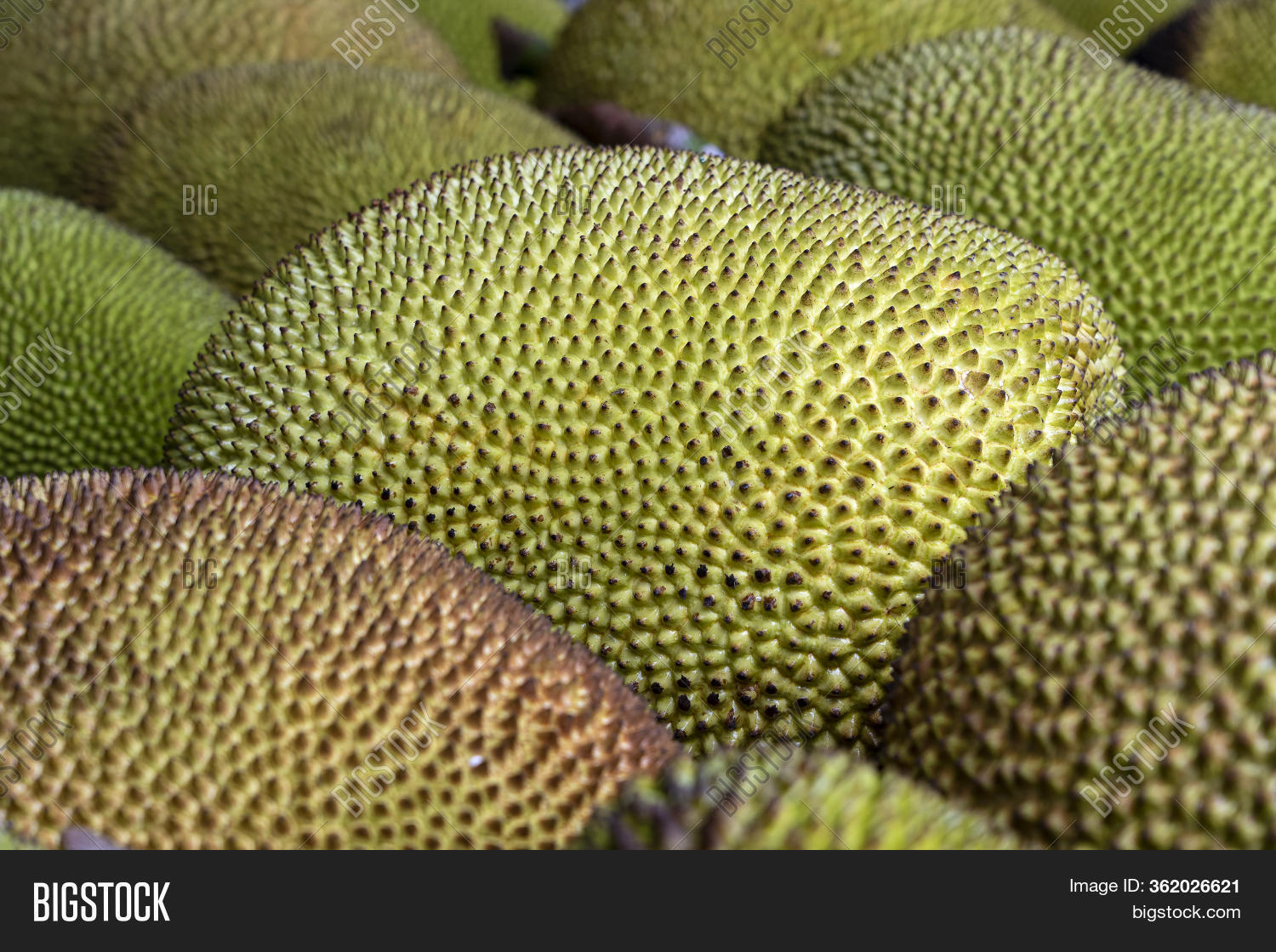 Raw Jackfruit Sale On Image & Photo (Free Trial) | Bigstock