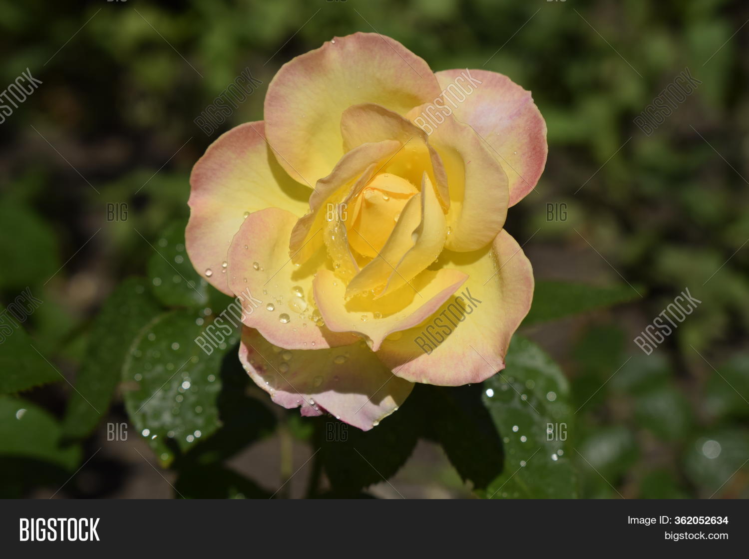 Plant Colour Changing Image & Photo (Free Trial) | Bigstock