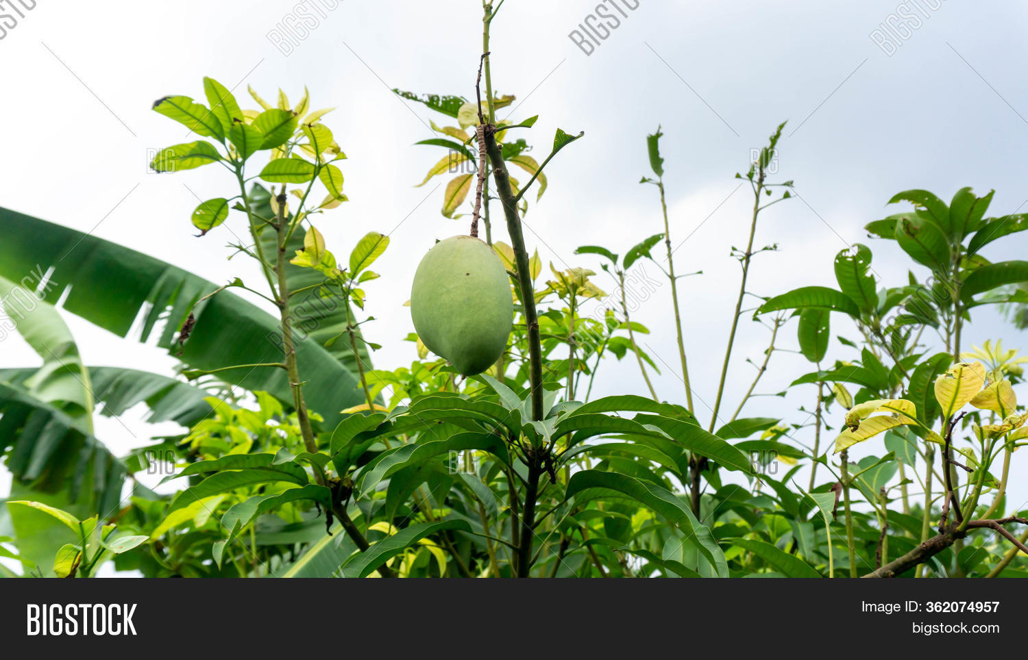 Green Unripe Mango On Image & Photo (Free Trial) | Bigstock