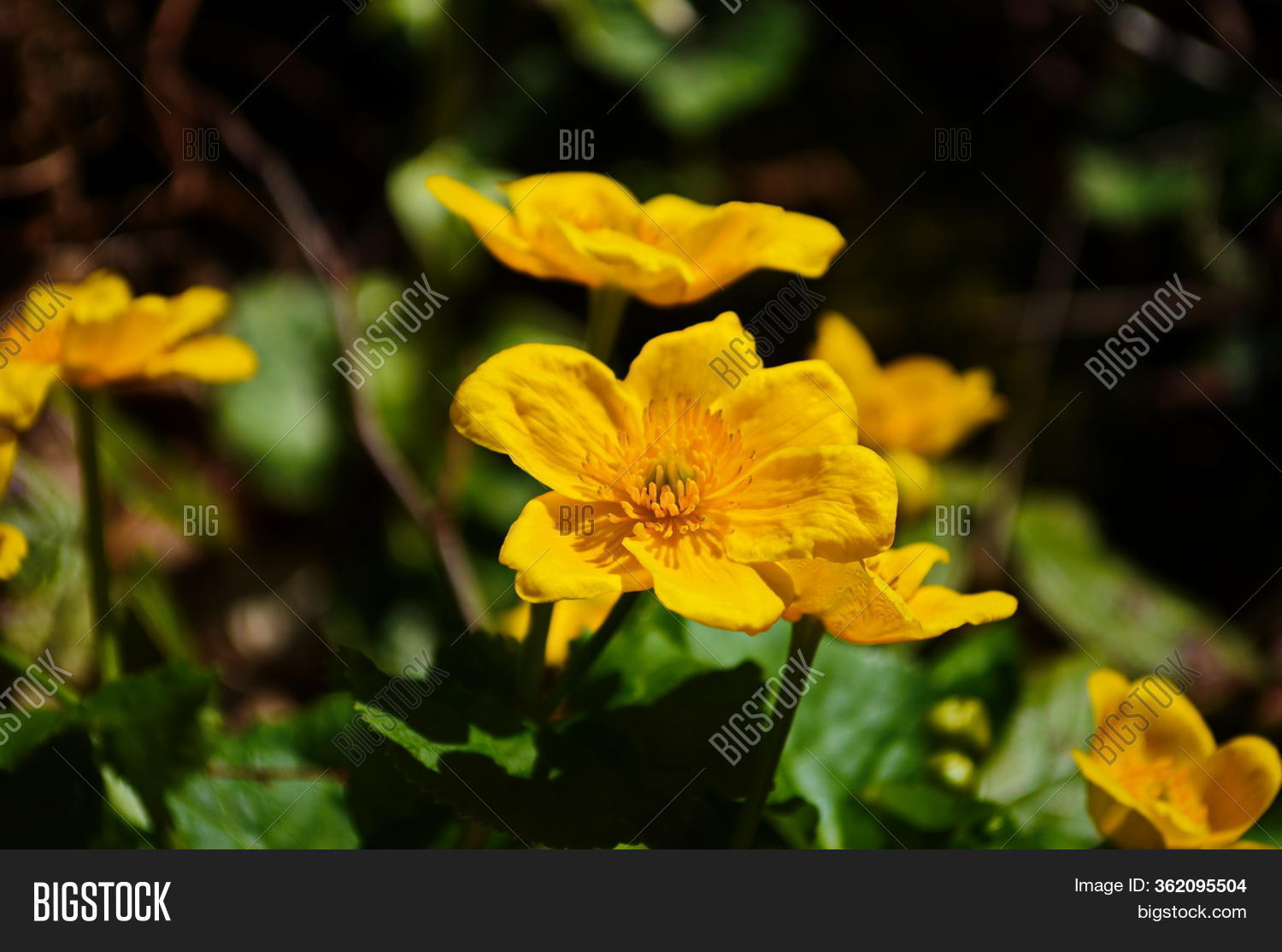 Caltha Palustris Image & Photo (Free Trial) | Bigstock
