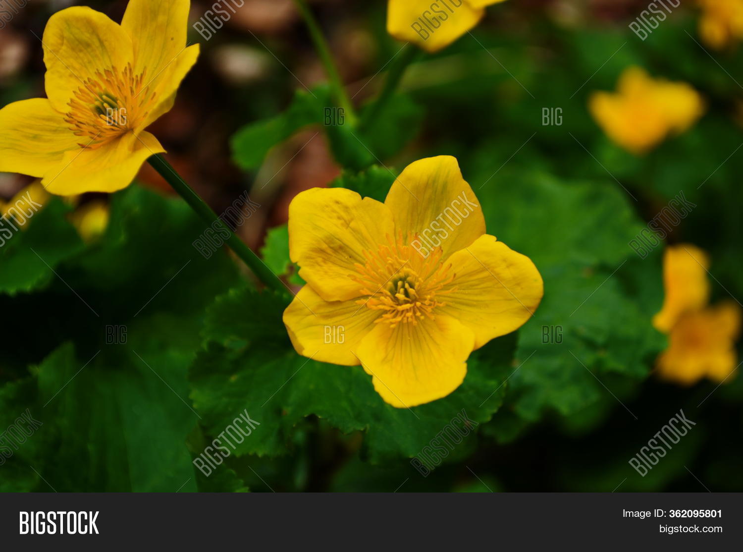 Caltha Palustris Image & Photo (Free Trial) | Bigstock