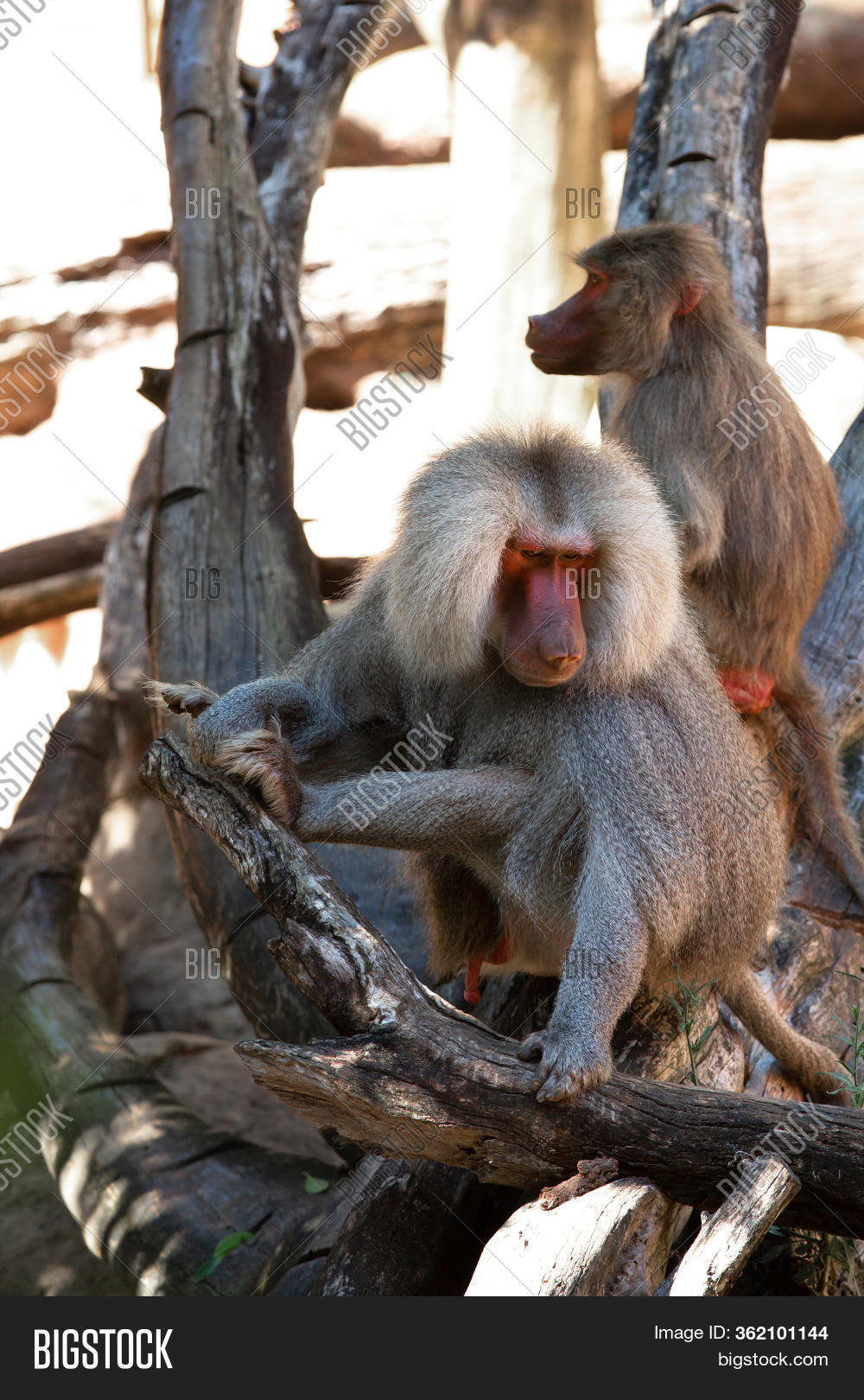 Two Mane Baboon Red Image & Photo (Free Trial) | Bigstock