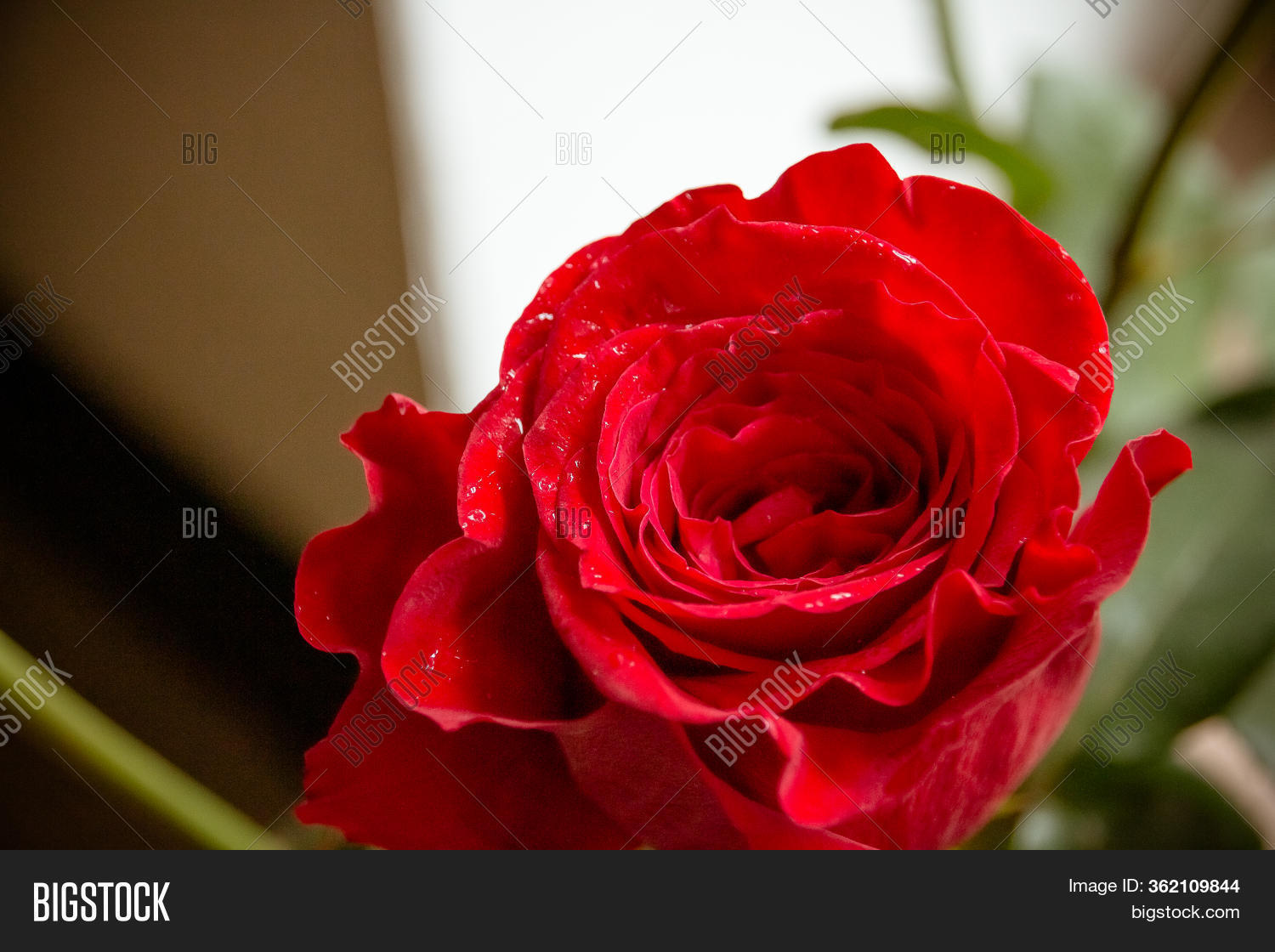 Single Red Rose Water Image & Photo (Free Trial) | Bigstock