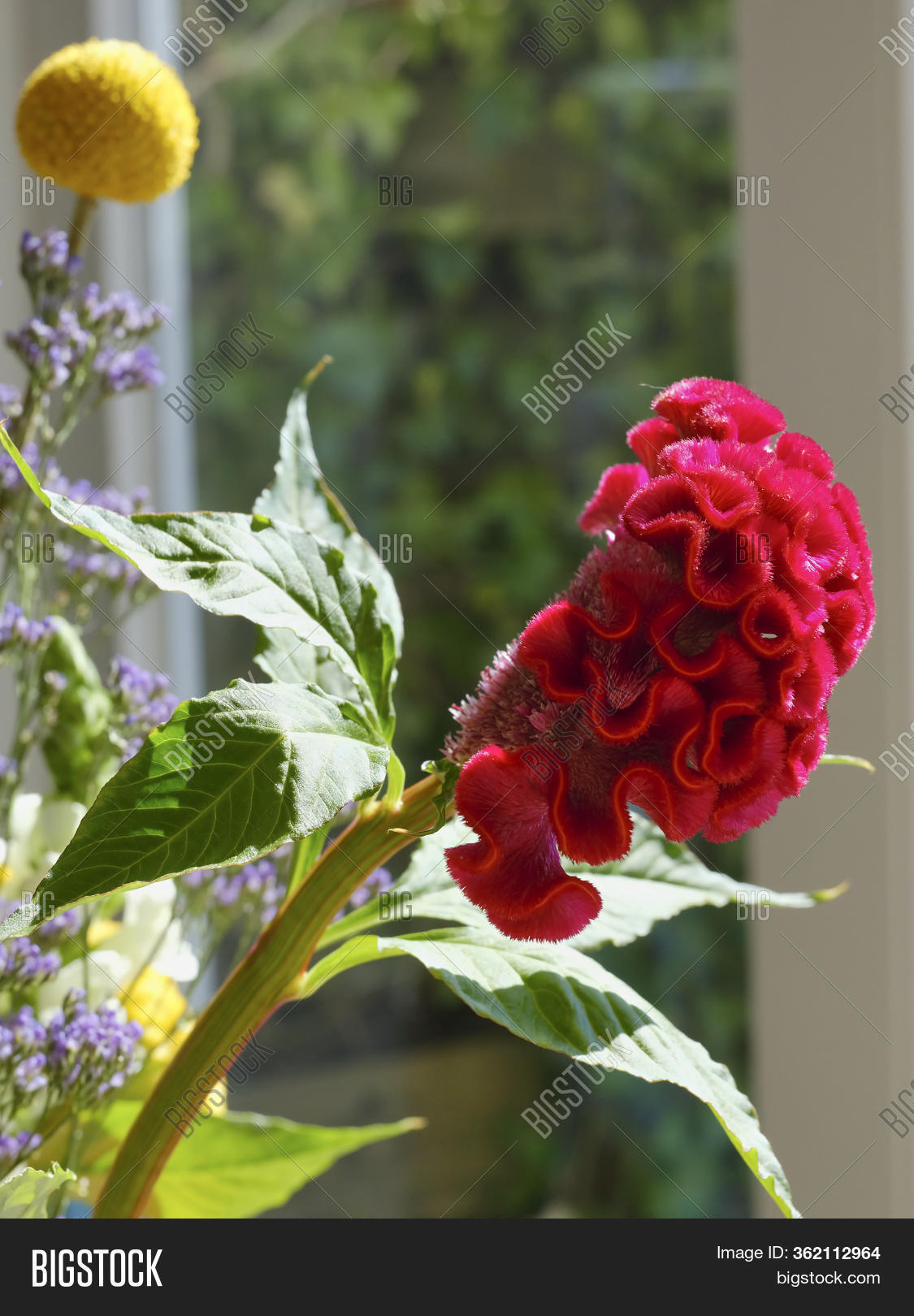Red Cockscomb Flower Image & Photo (Free Trial) | Bigstock