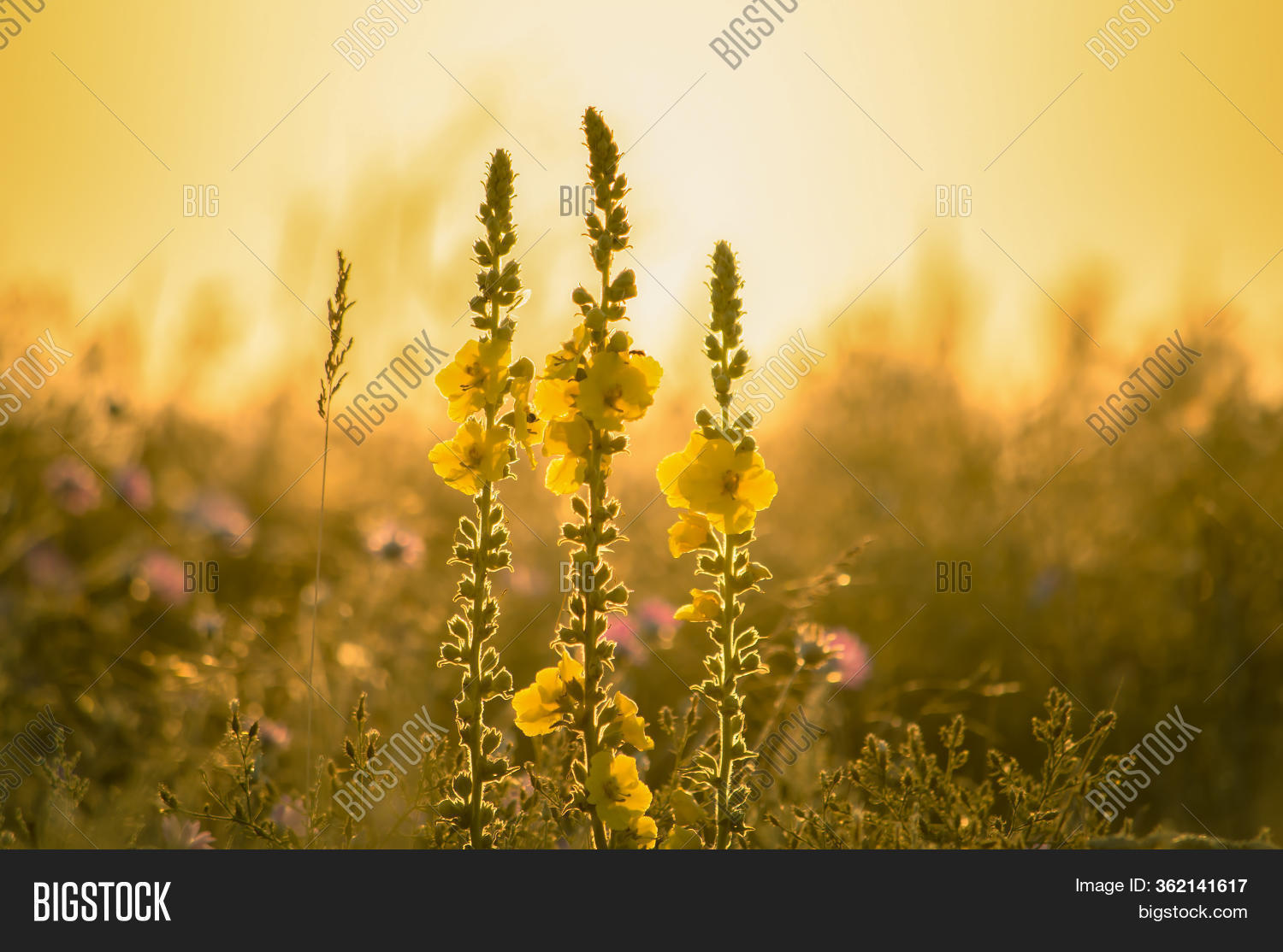 Summertime Yellow Image & Photo (Free Trial) | Bigstock