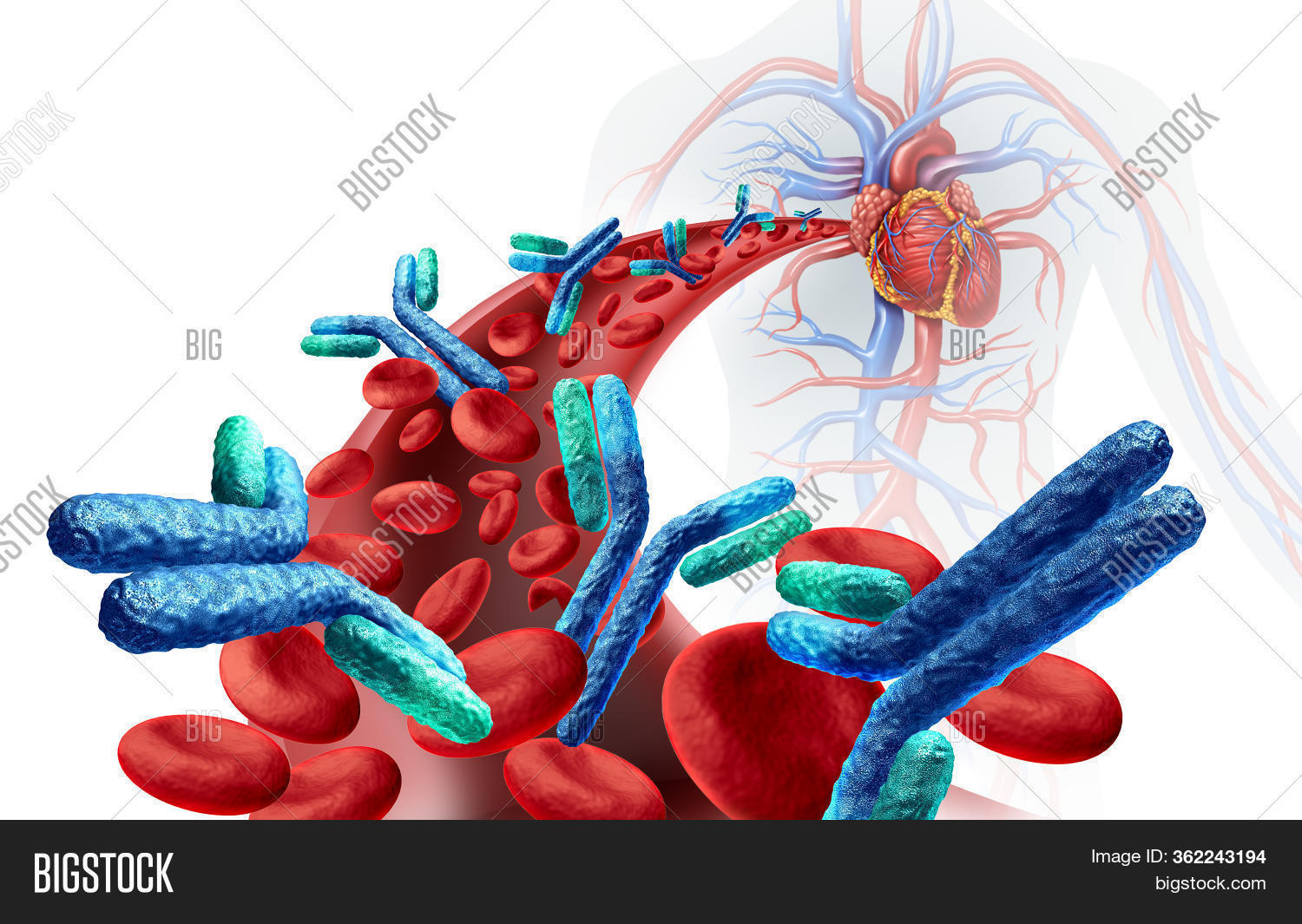 Antibodies Blood Image & Photo (Free Trial) | Bigstock