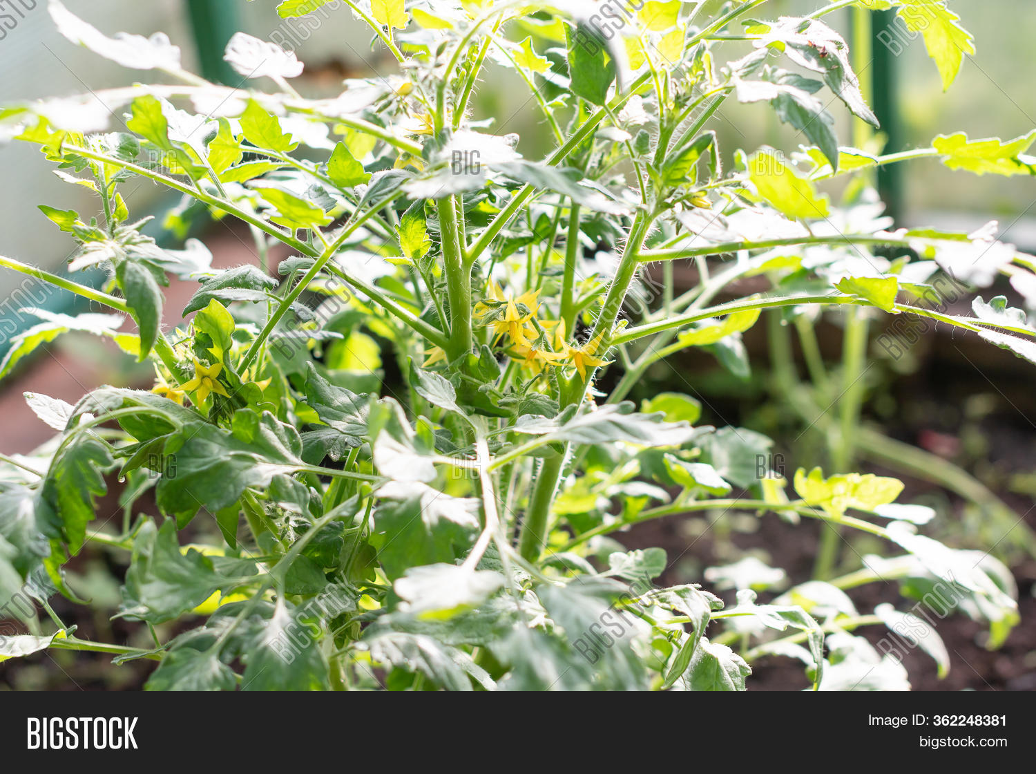 Tomato Sprouts Image & Photo (Free Trial) | Bigstock