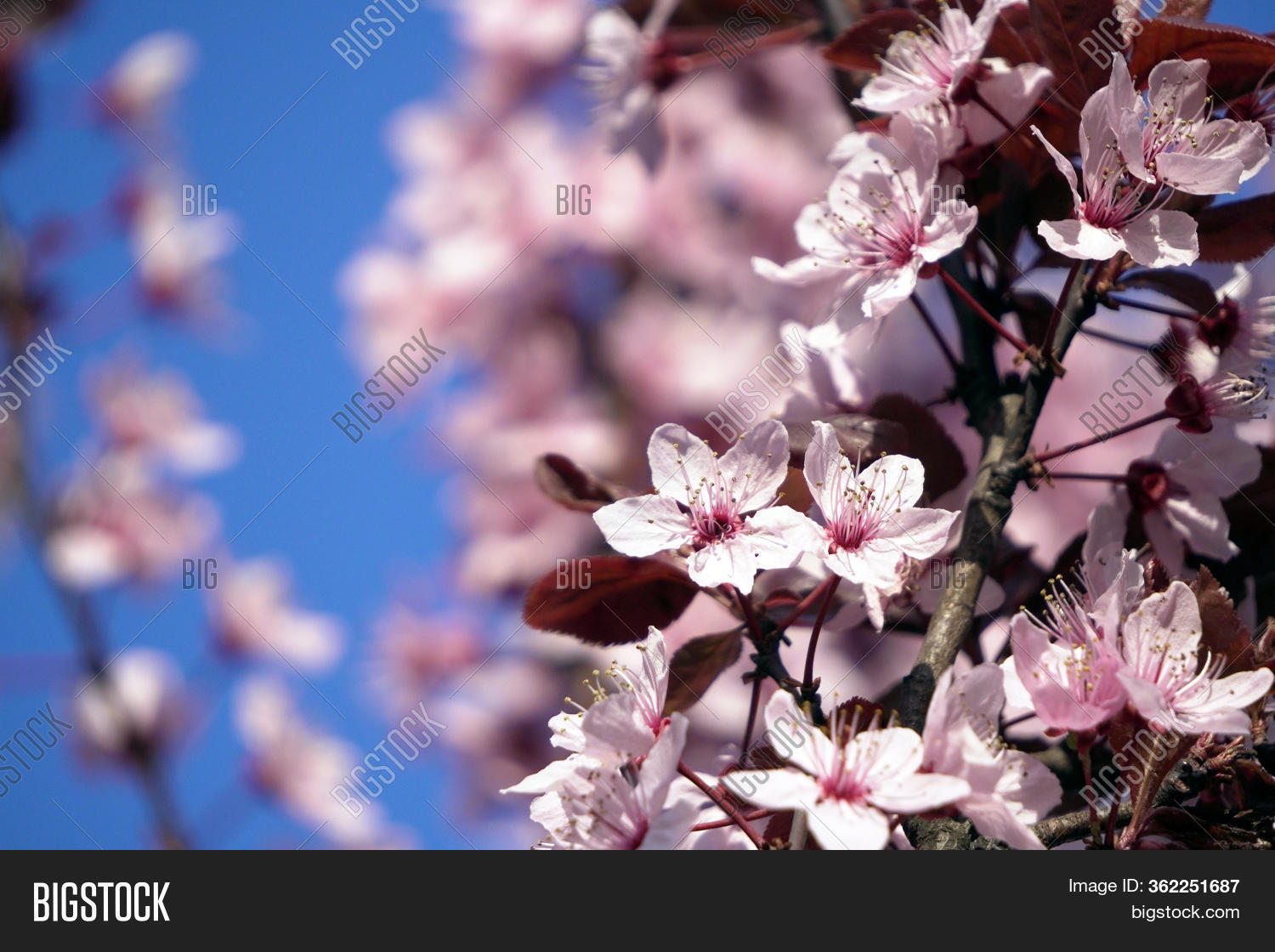 Floring Tree Red Pink Image & Photo (Free Trial) | Bigstock