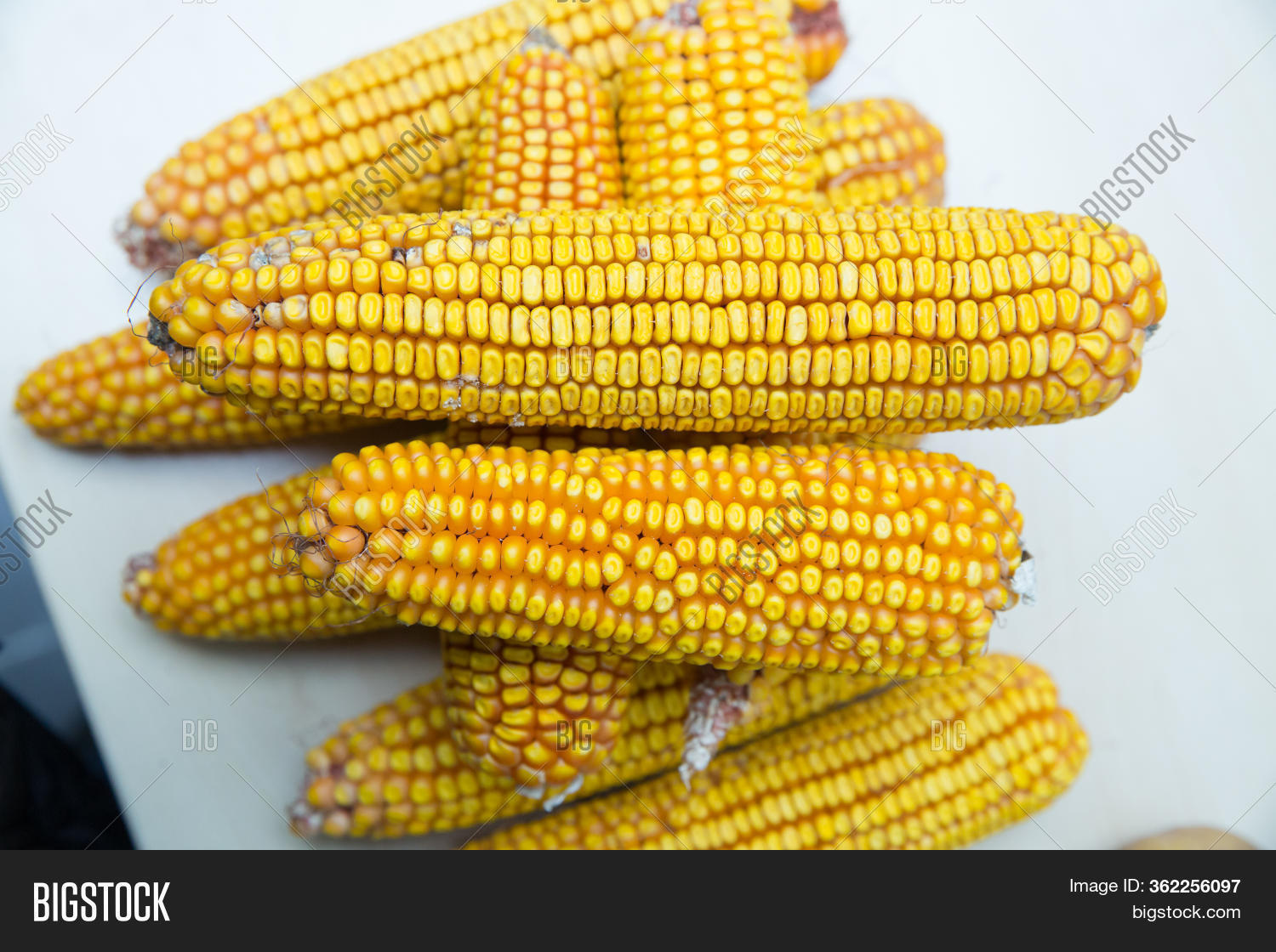 Dry Corn On White Image & Photo (Free Trial) | Bigstock