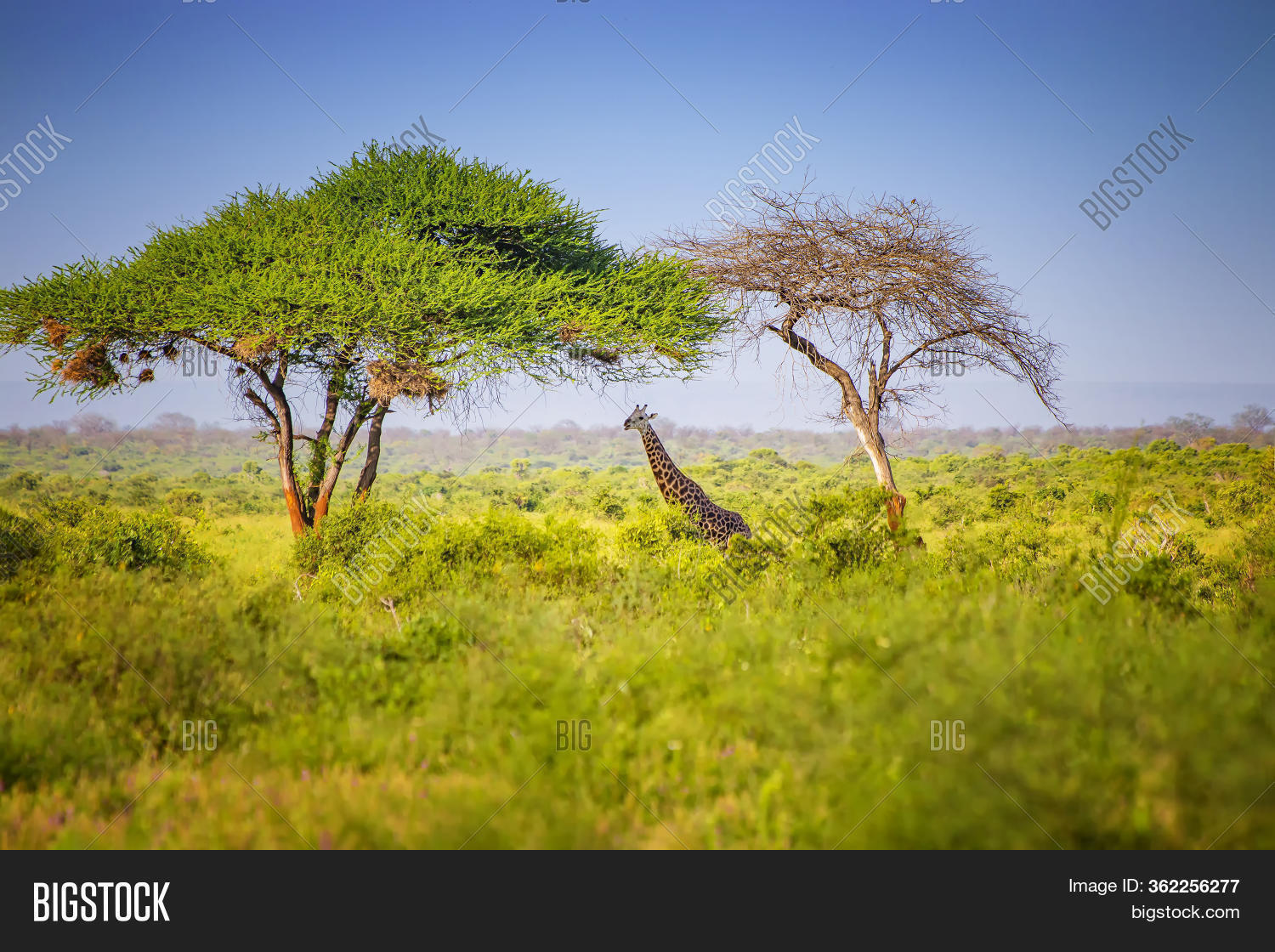 Giraffe Standing Tall Image & Photo (Free Trial) | Bigstock