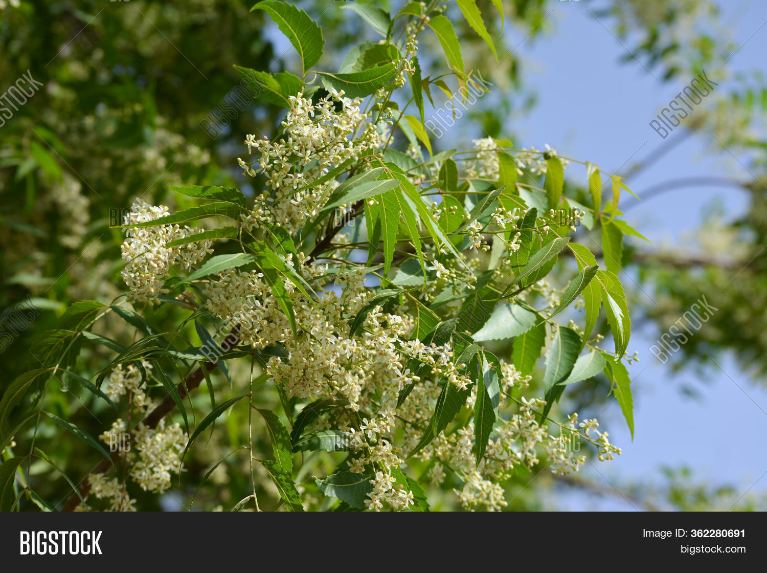 Medicinal Ayurvedic Image & Photo (Free Trial) | Bigstock