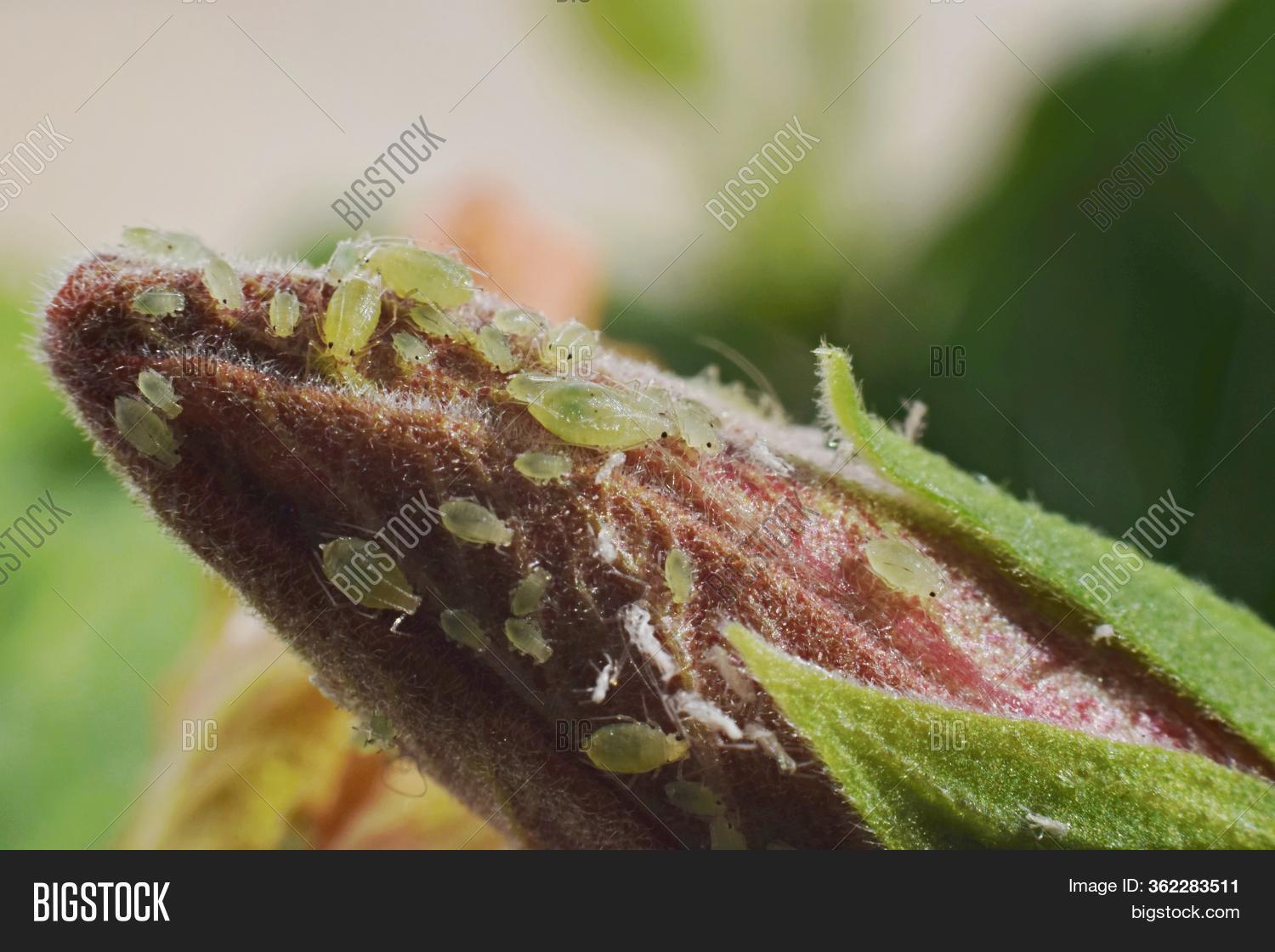 Plant Louse Colony Image & Photo (Free Trial) | Bigstock