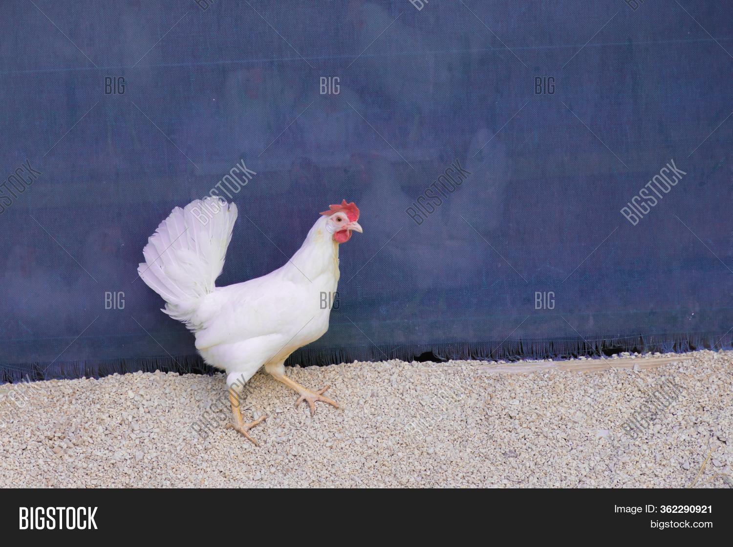 Single White Chicken Image & Photo (Free Trial) | Bigstock