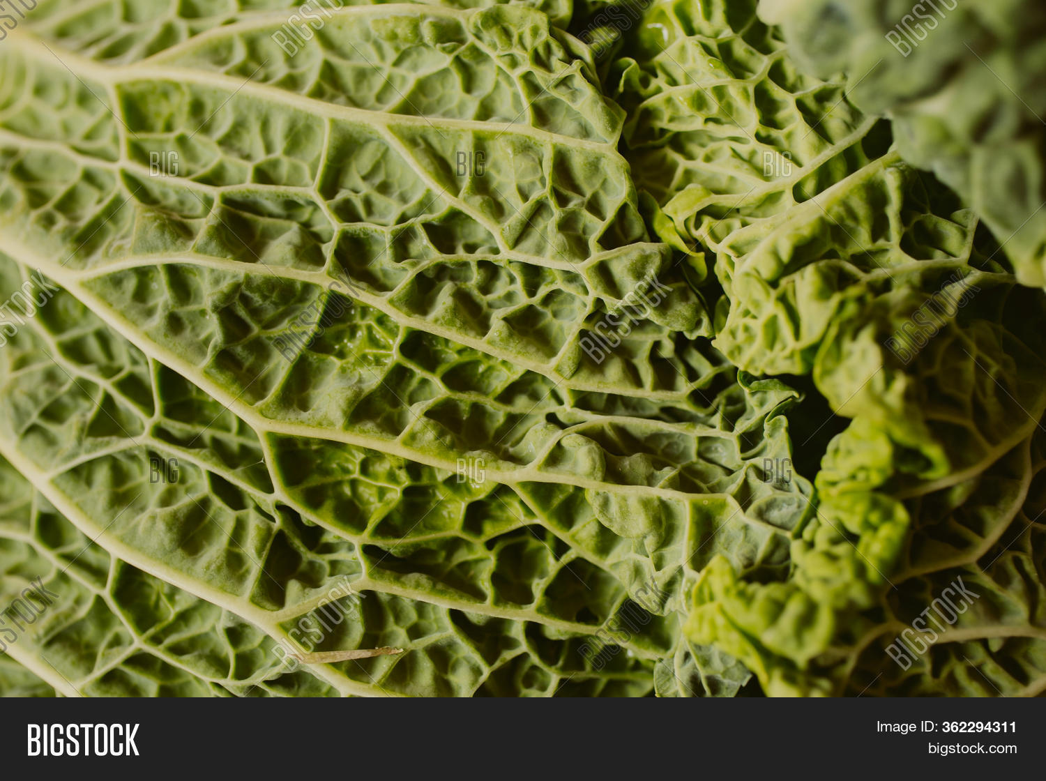 Raw Fresh Green Image & Photo (Free Trial) | Bigstock