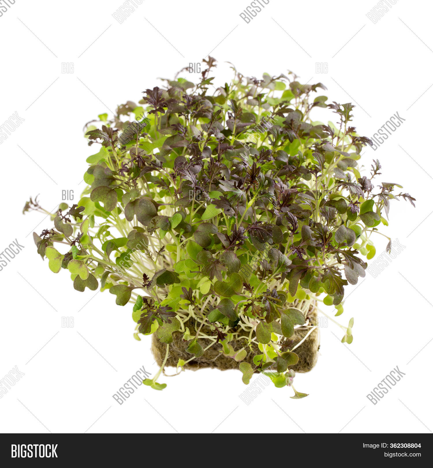 Microgreens - Mustard Image & Photo (Free Trial) | Bigstock