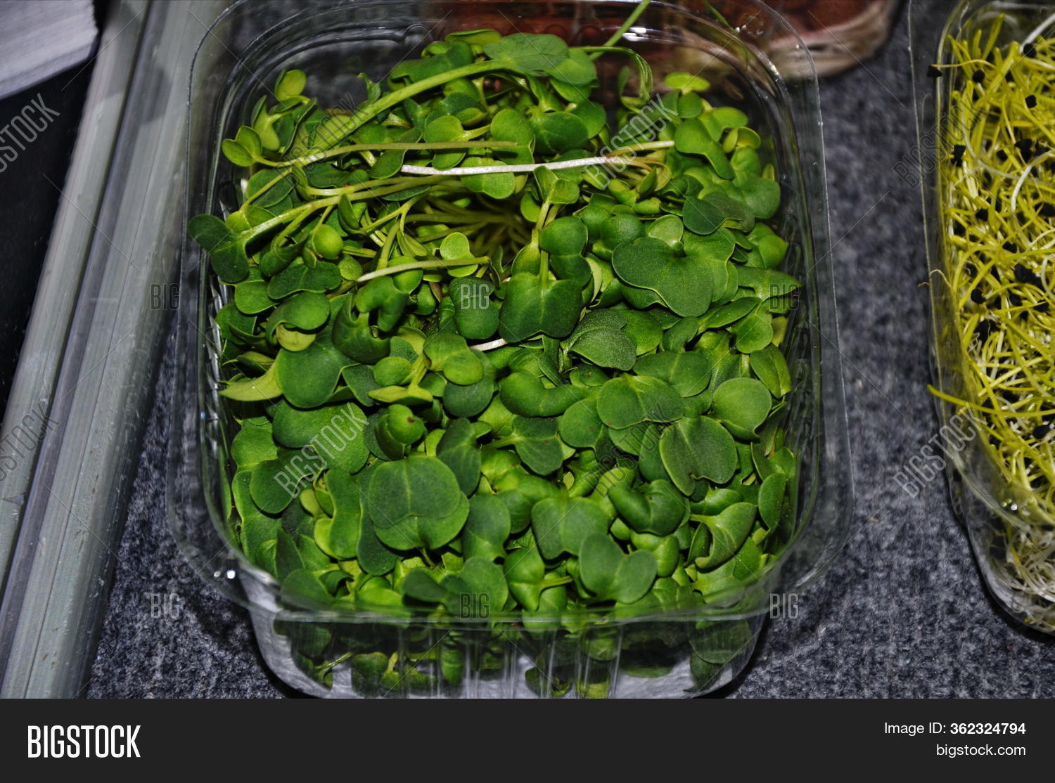 Colorful Microgreen Image & Photo (Free Trial) | Bigstock