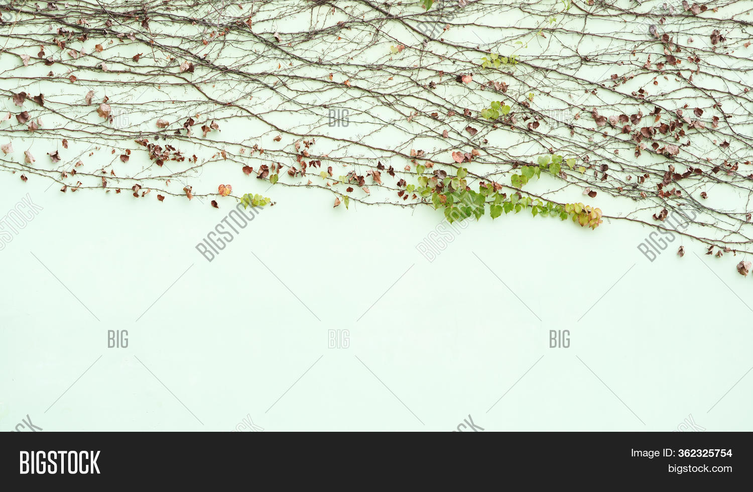 Ivy Isolated On Green Image & Photo (Free Trial) | Bigstock