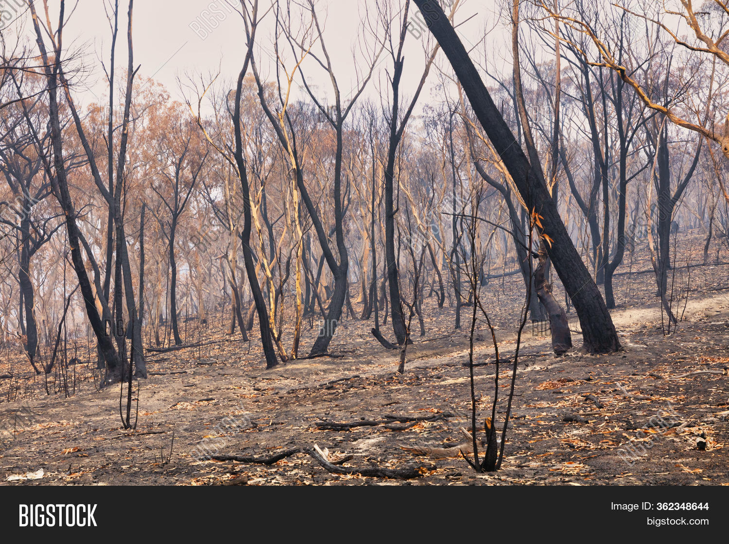 Bushfire Burnt Gum Image & Photo (Free Trial) | Bigstock