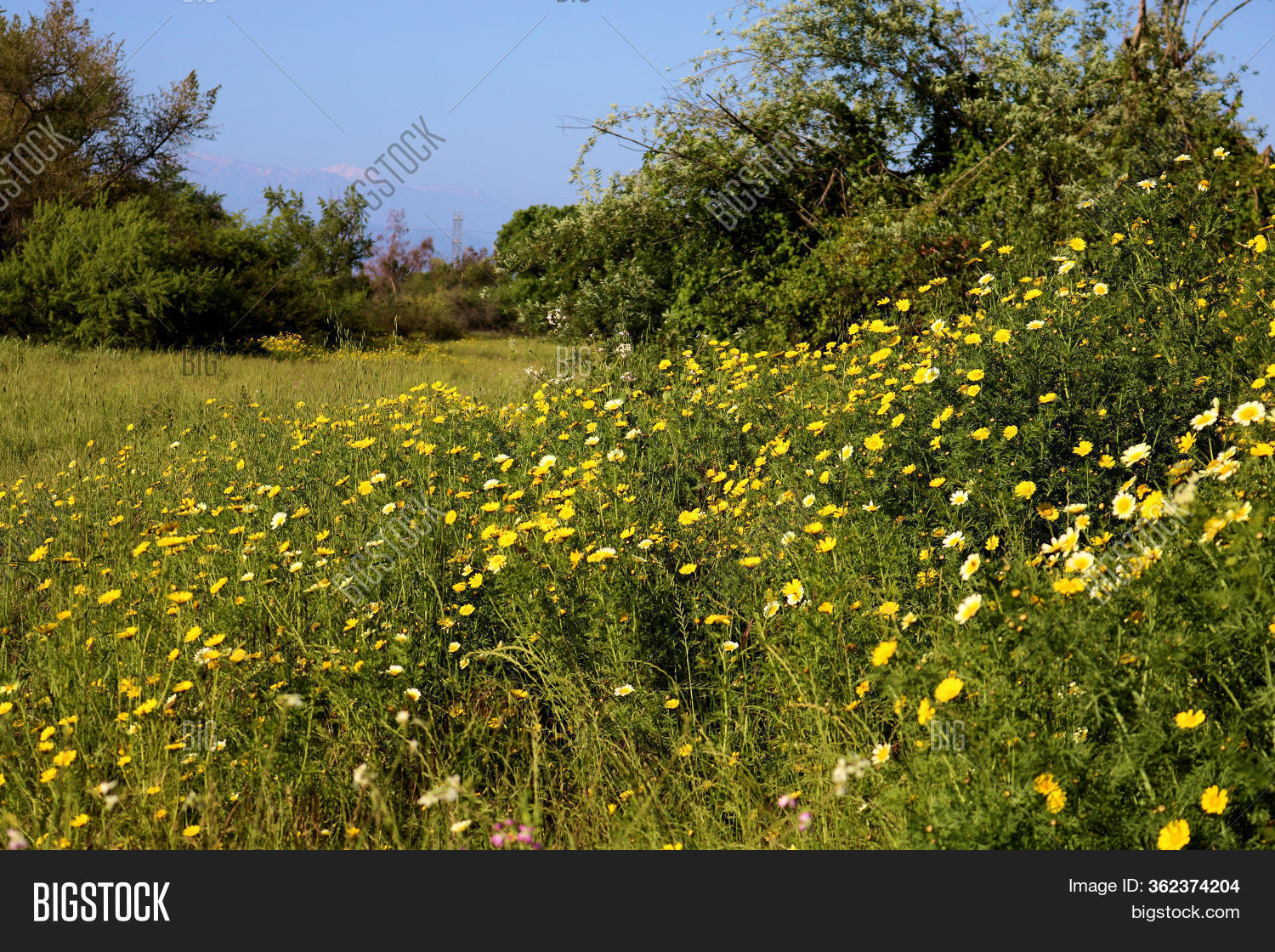 Lush Grasslands Spring Image & Photo (Free Trial) | Bigstock