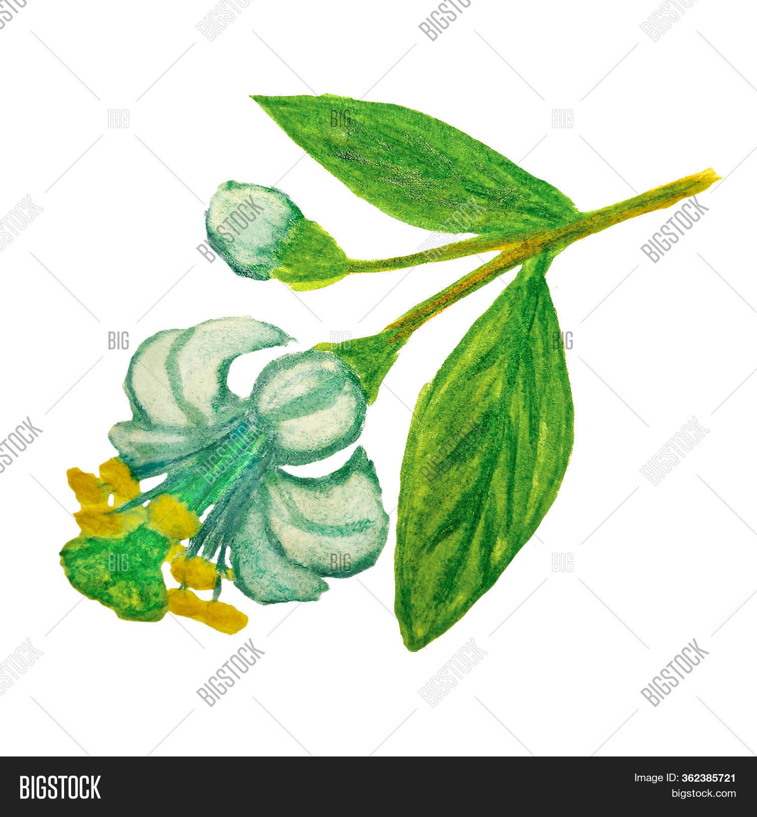 Watercolor Drawing Image & Photo (Free Trial) | Bigstock