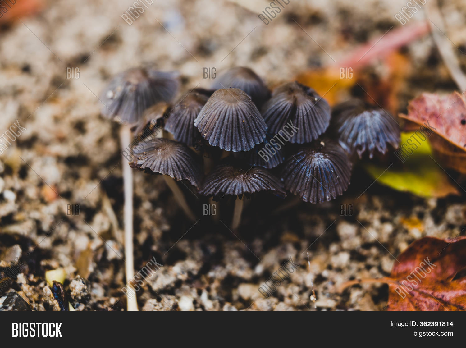 Close- Toadstool Image & Photo (Free Trial) | Bigstock