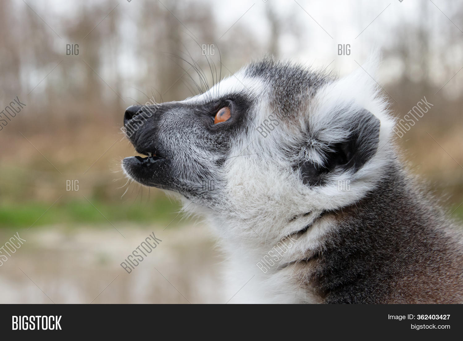 Cute Lemur Eyes