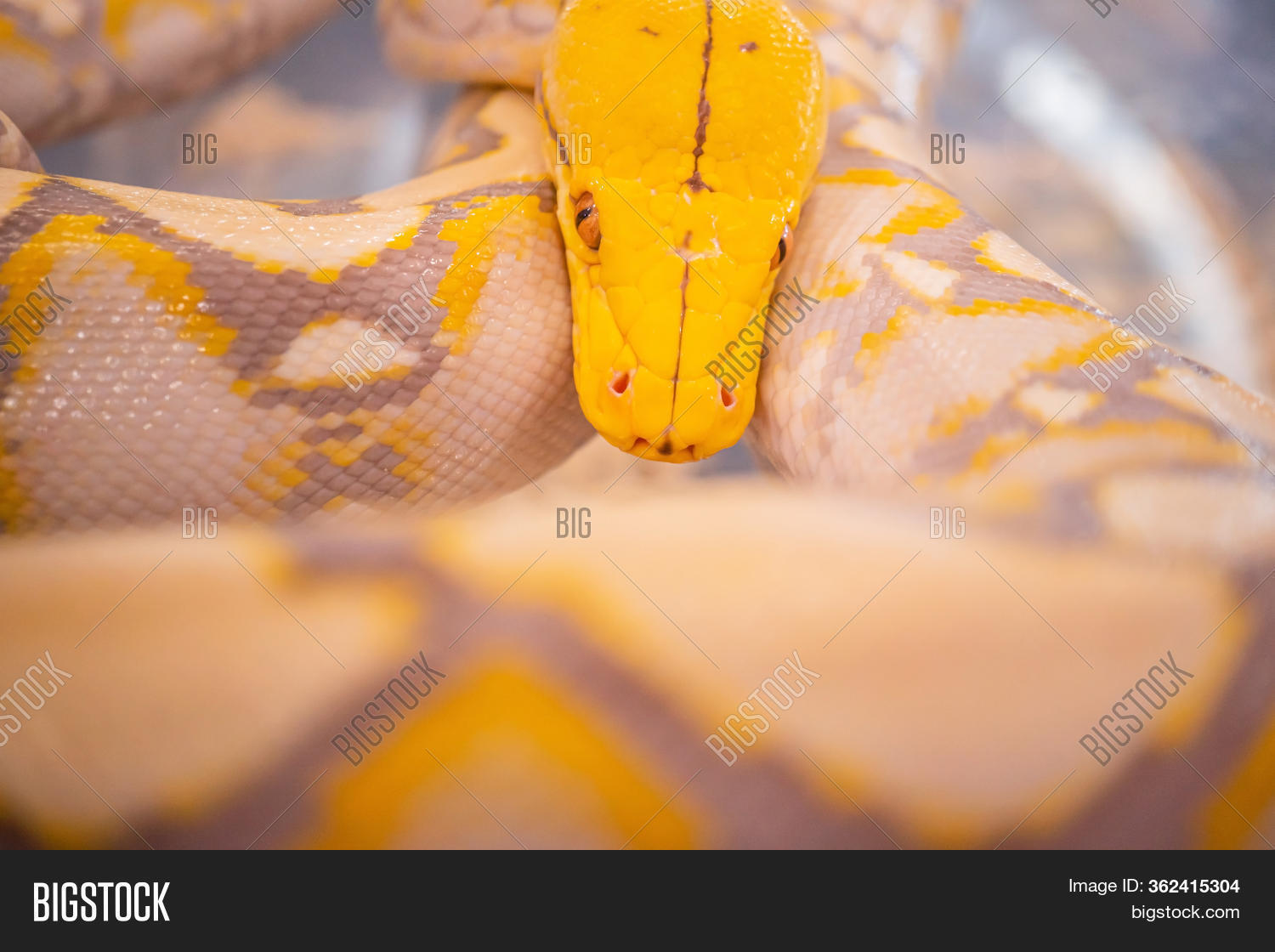 Large Yellow Snake., Image & Photo (Free Trial) | Bigstock