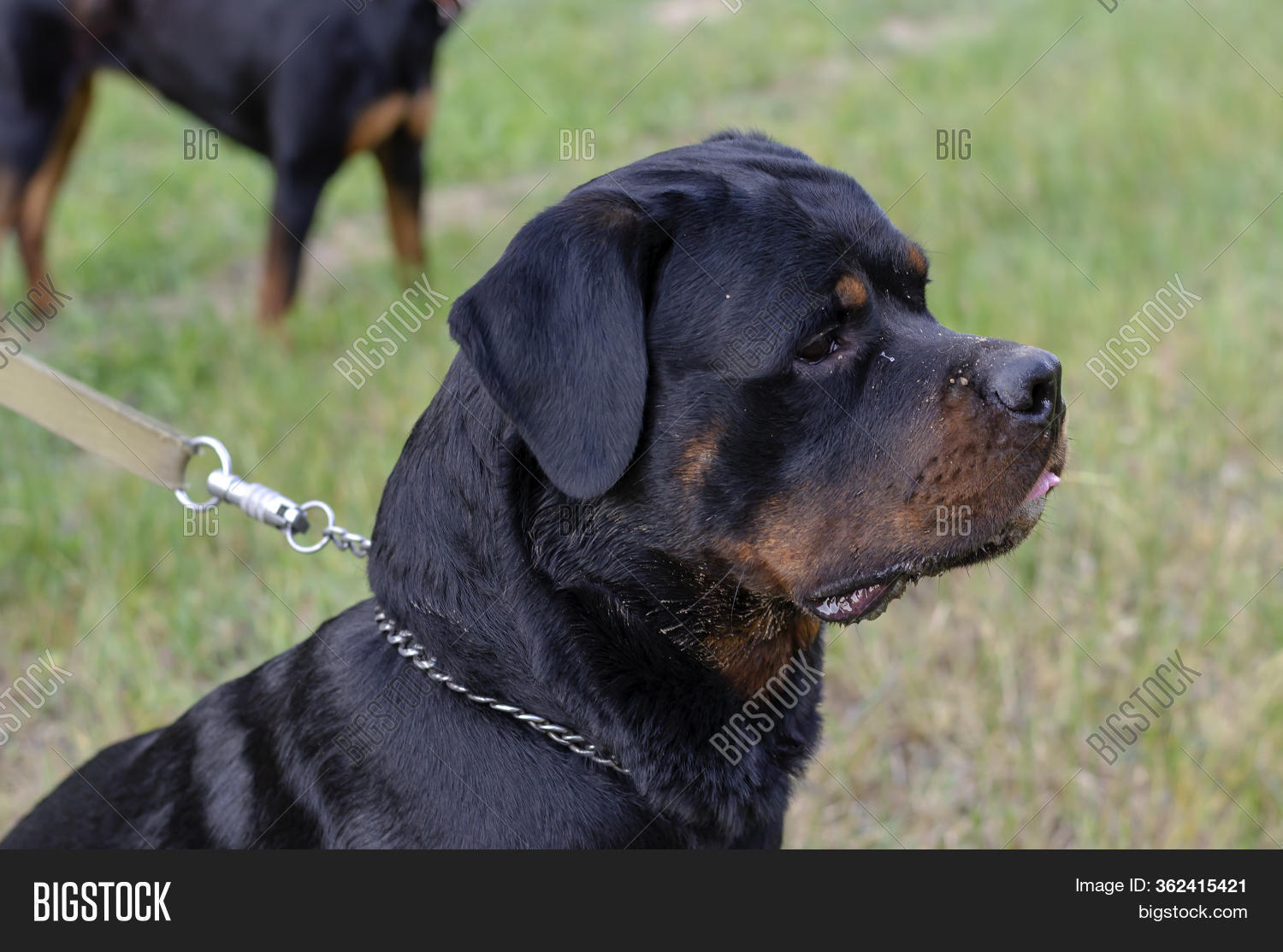 Portrait Large Male Image & Photo (Free Trial) | Bigstock