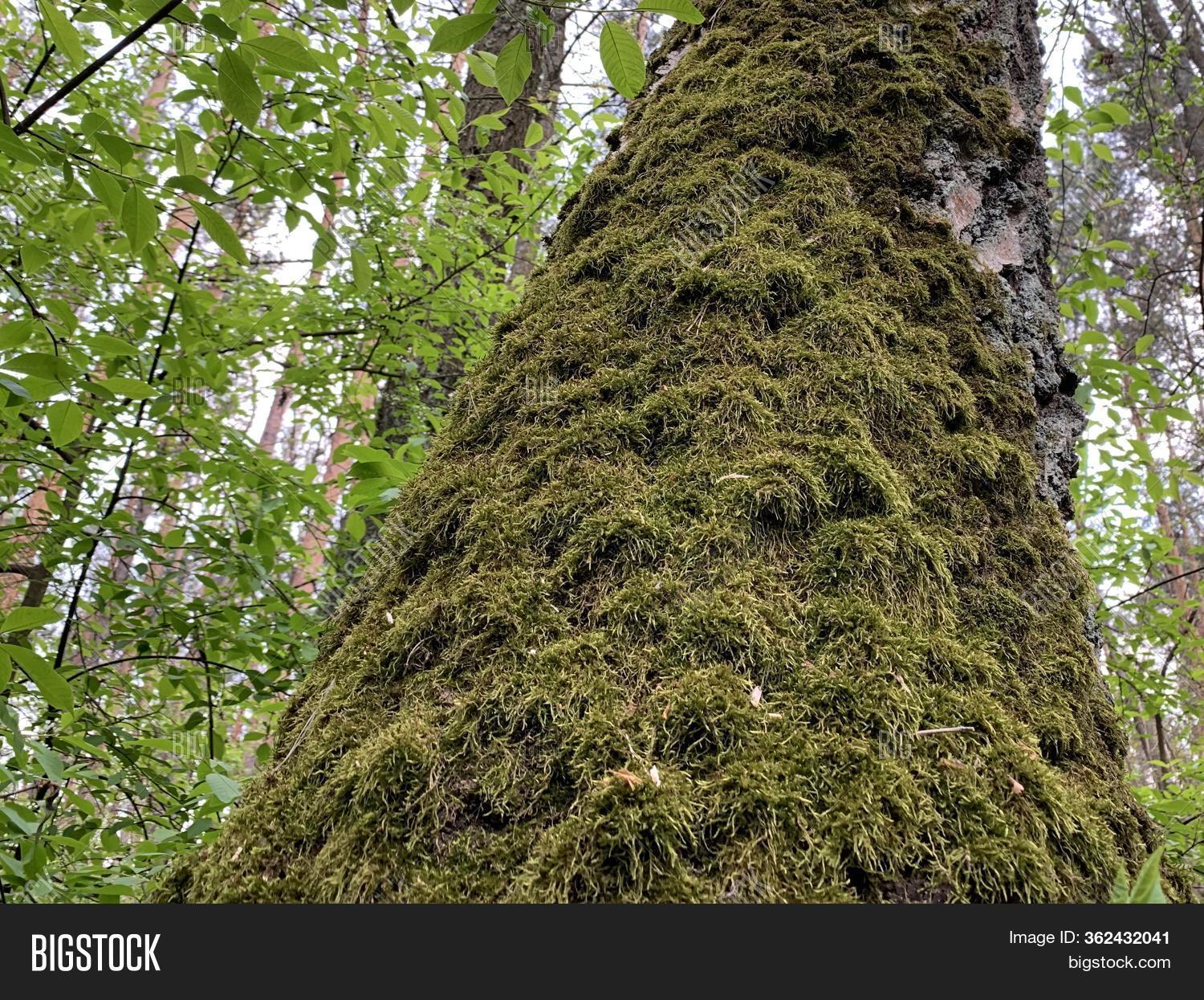 Big Old Tree Moss. Image & Photo (Free Trial) | Bigstock