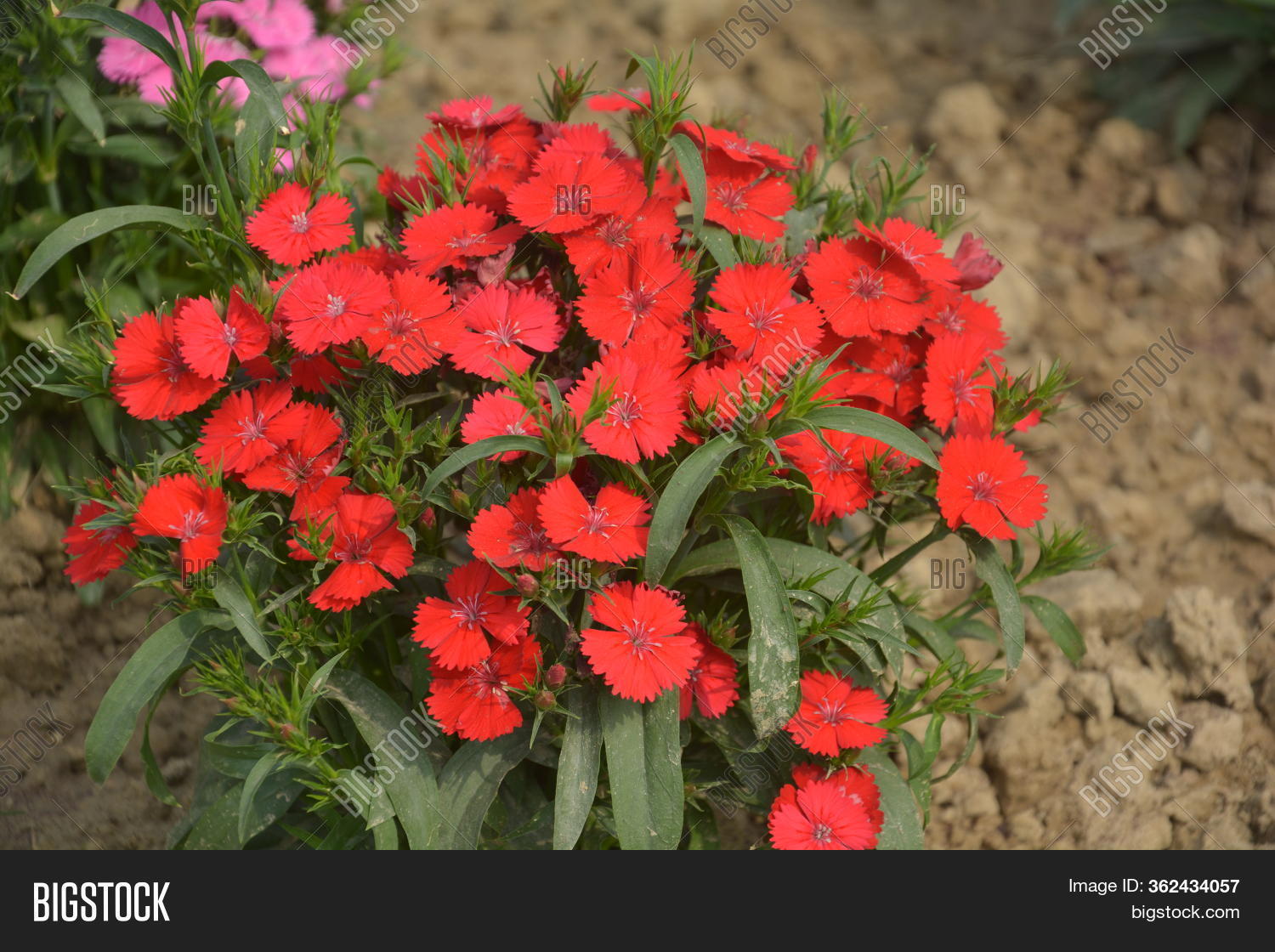 Close Some Beautiful Image & Photo (Free Trial) | Bigstock