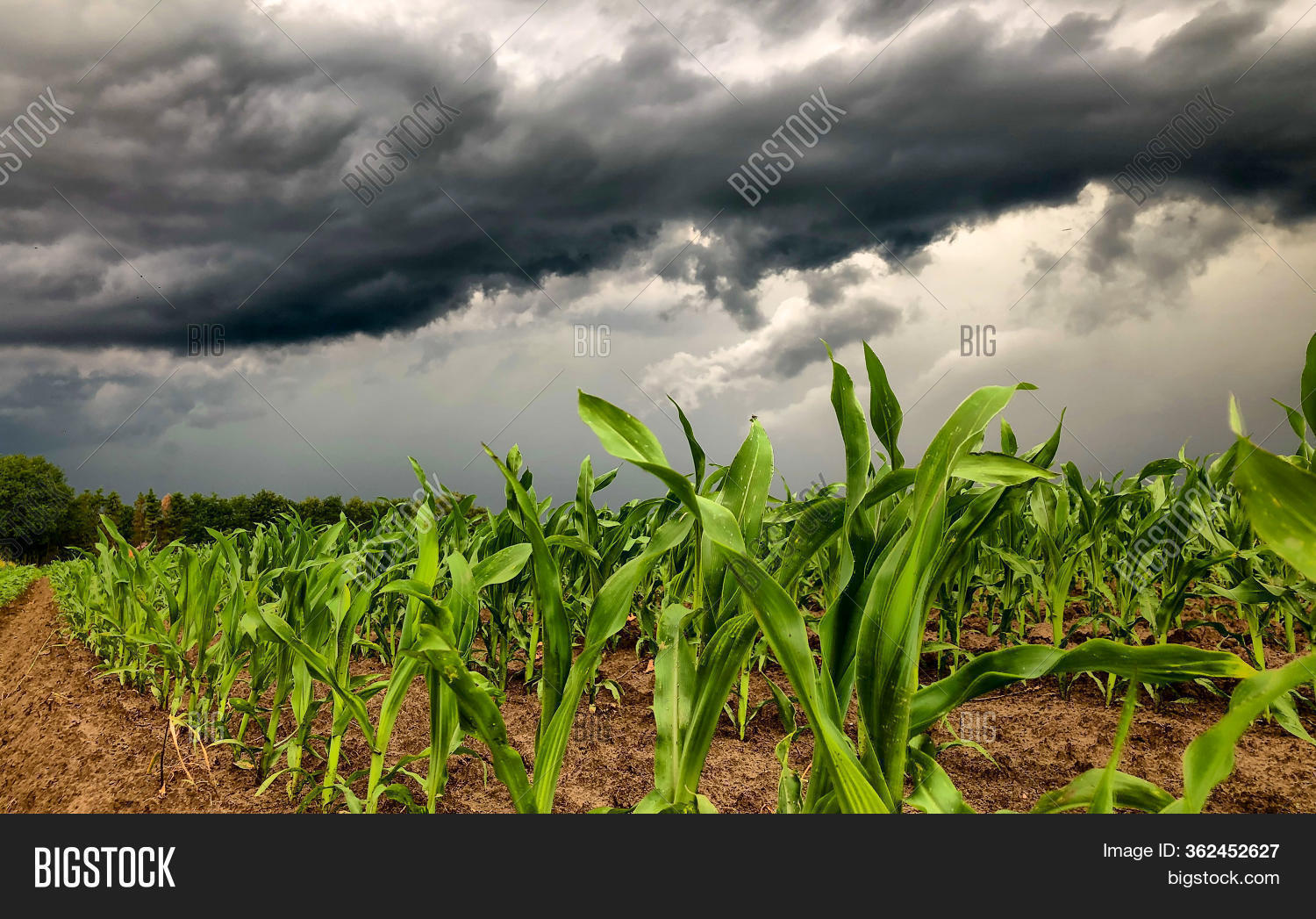 View Rows Green Corn Image & Photo (Free Trial) | Bigstock
