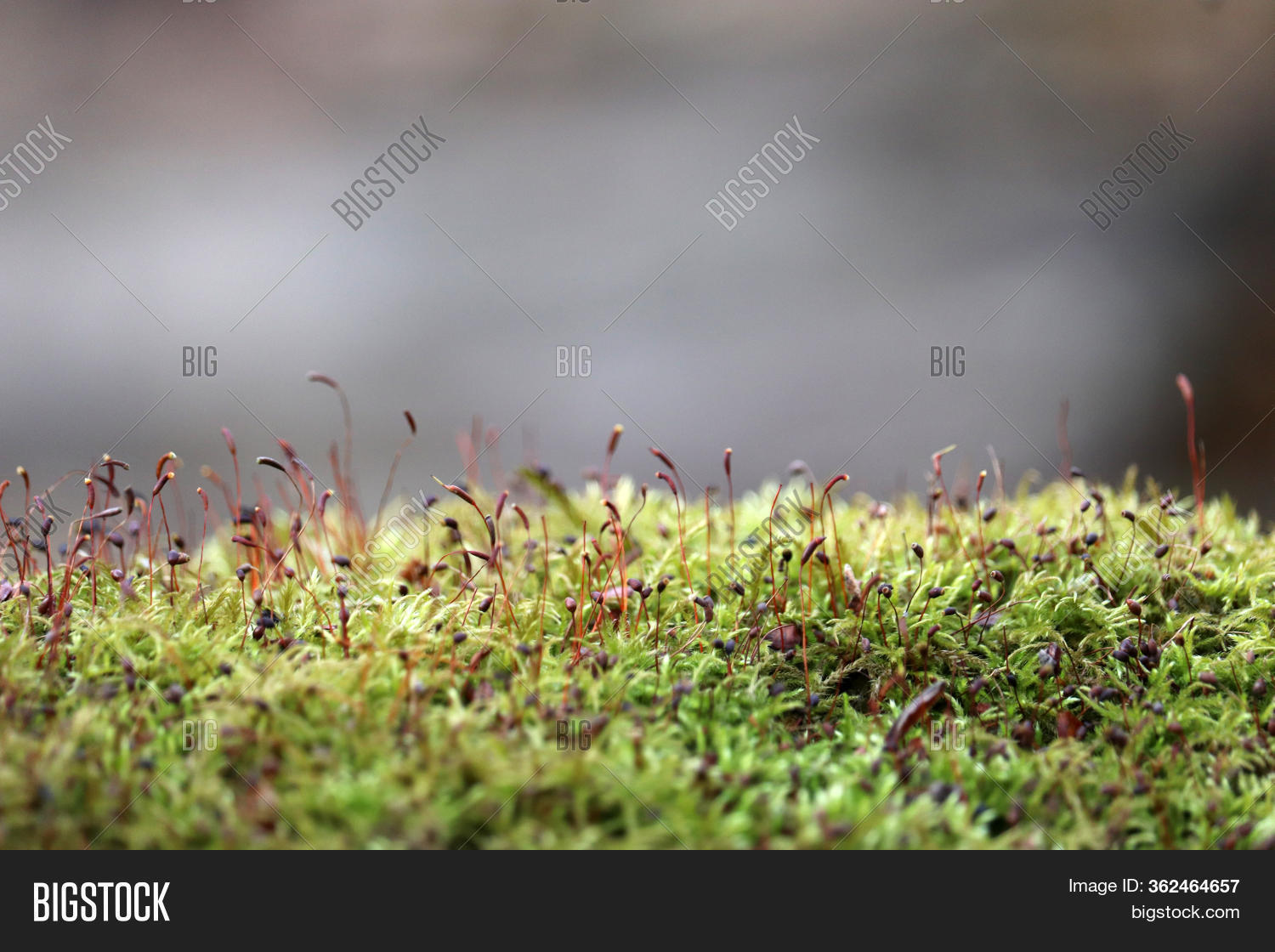 Green Red Moss Spore Image & Photo (Free Trial) | Bigstock