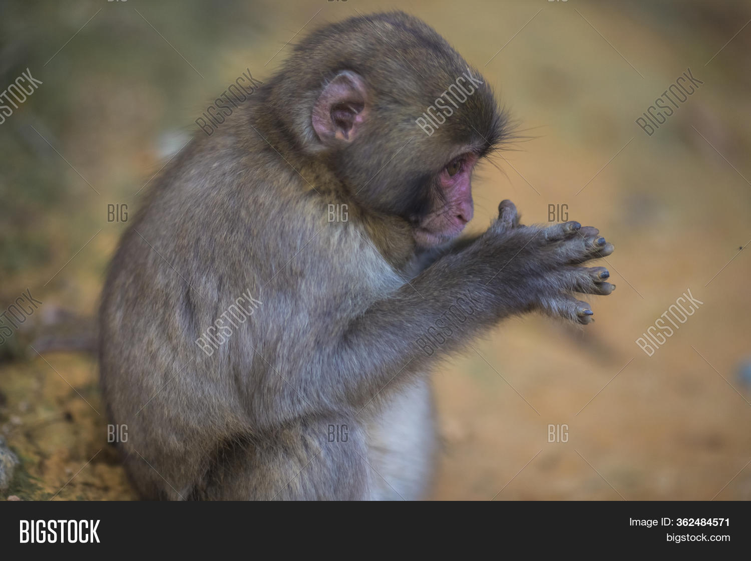 Portrait Baby Japanese Image & Photo (Free Trial) | Bigstock