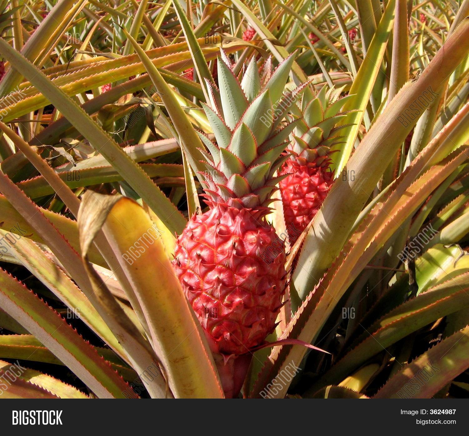 Pink Pineapple Image & Photo (Free Trial) | Bigstock