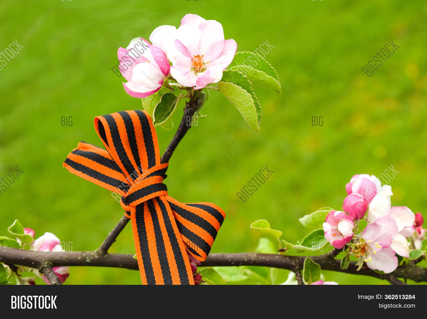 St. George Ribbon Image & Photo (Free Trial) | Bigstock