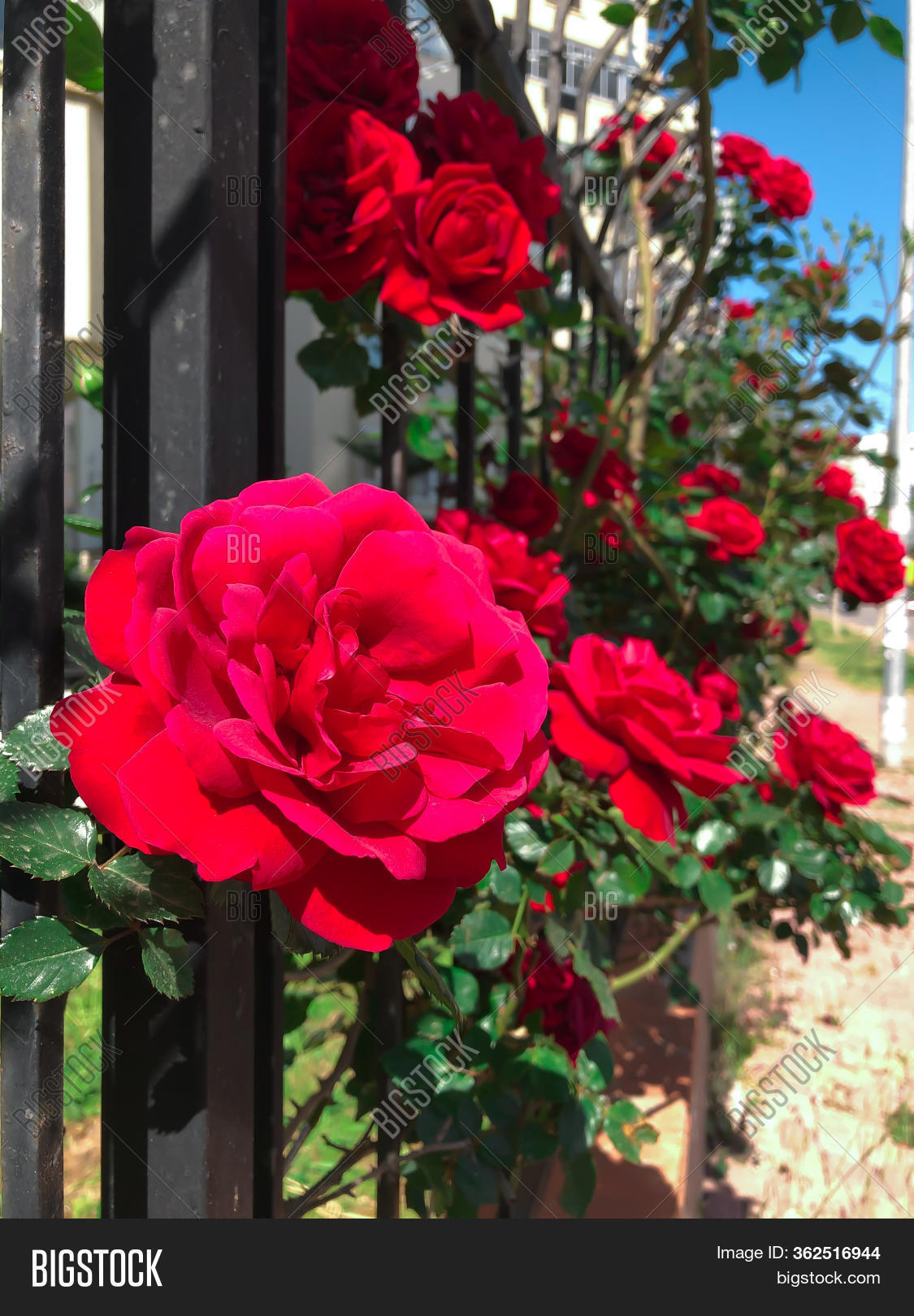 Red Climbing Rose Bush Image & Photo (Free Trial) | Bigstock