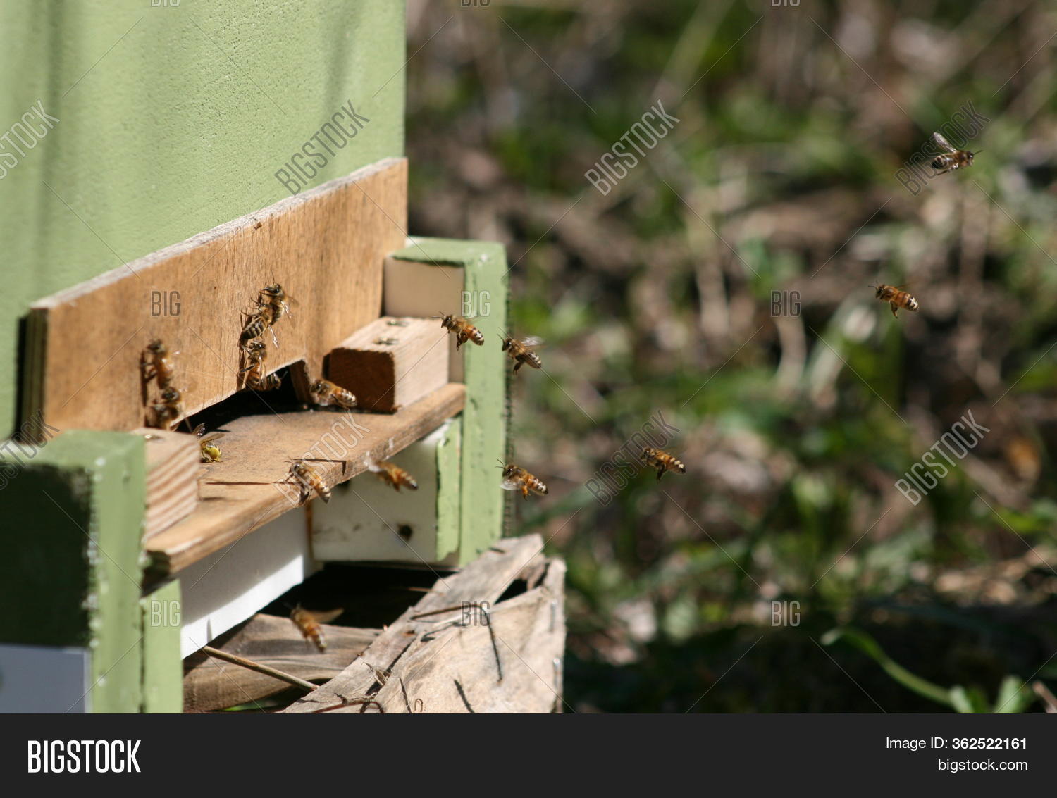 Honey Bees Front Hive Image & Photo (Free Trial) | Bigstock