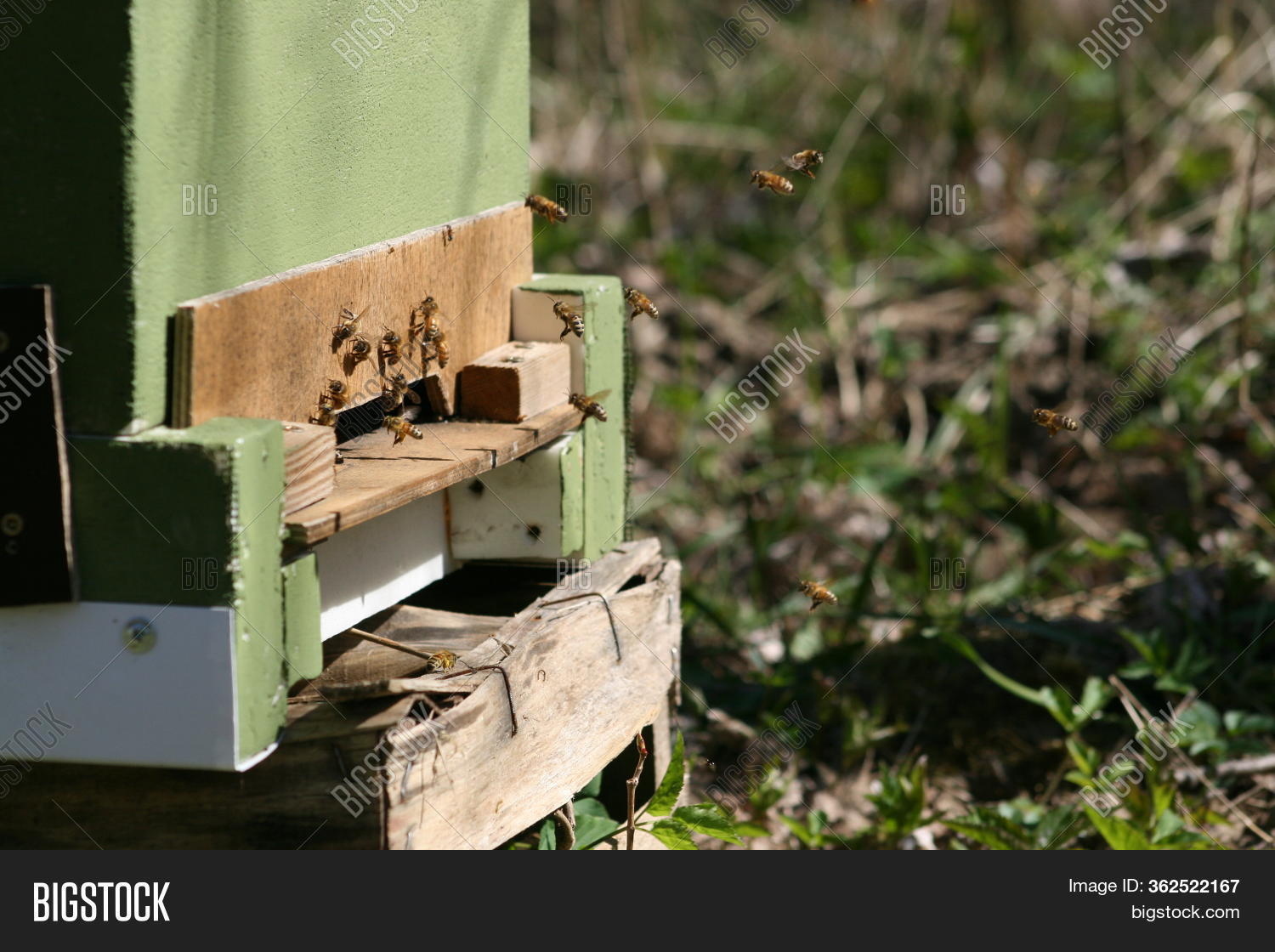 Honey Bees Front Hive Image & Photo (Free Trial) | Bigstock