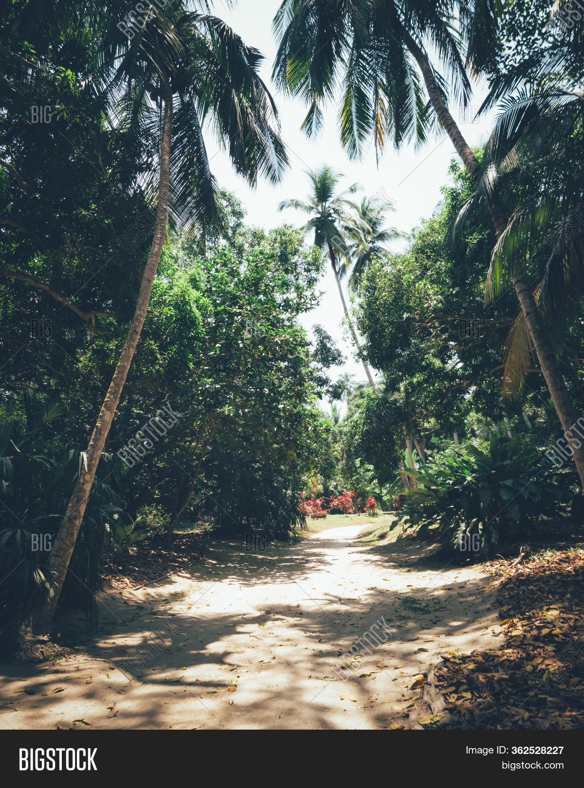 Path Through Jungle Image & Photo (Free Trial) | Bigstock