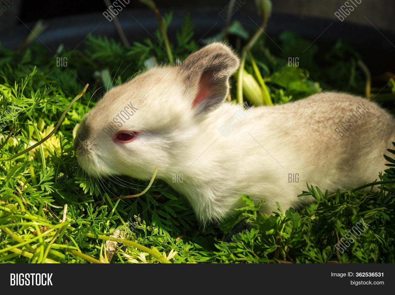 Little Rabbit Light Image & Photo (Free Trial) | Bigstock