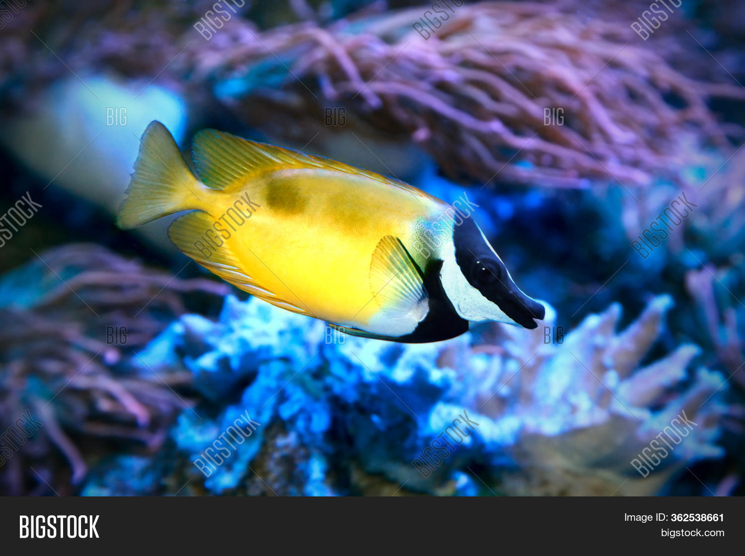 Foxface Rabbitfish Image & Photo (Free Trial) | Bigstock