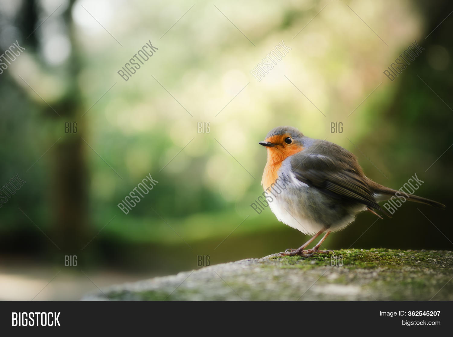 Cute Small European Image & Photo (Free Trial) | Bigstock