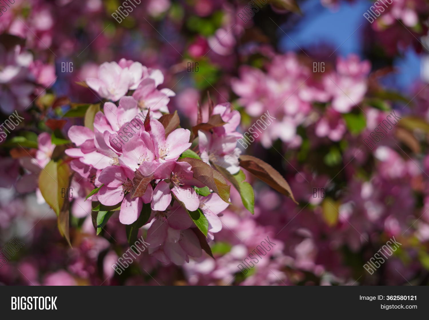 Floring Tree Red Pink Image & Photo (Free Trial) | Bigstock