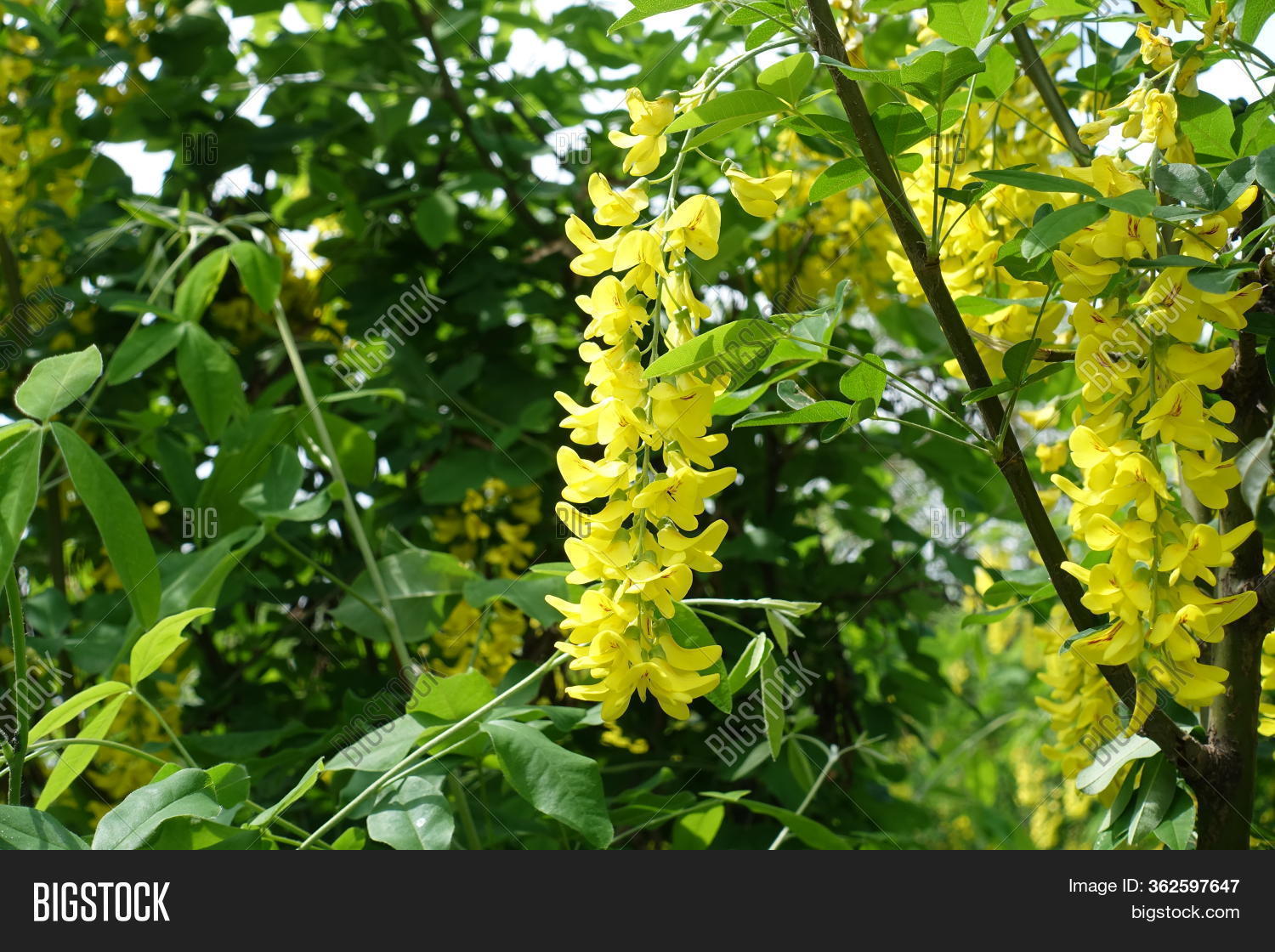 Bloom Laburnum Image & Photo (Free Trial) | Bigstock