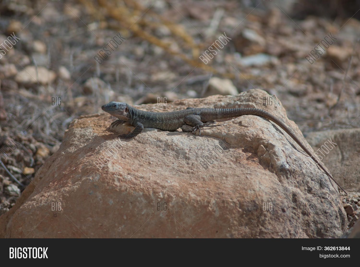 Gran Canaria Giant Image & Photo (Free Trial) | Bigstock