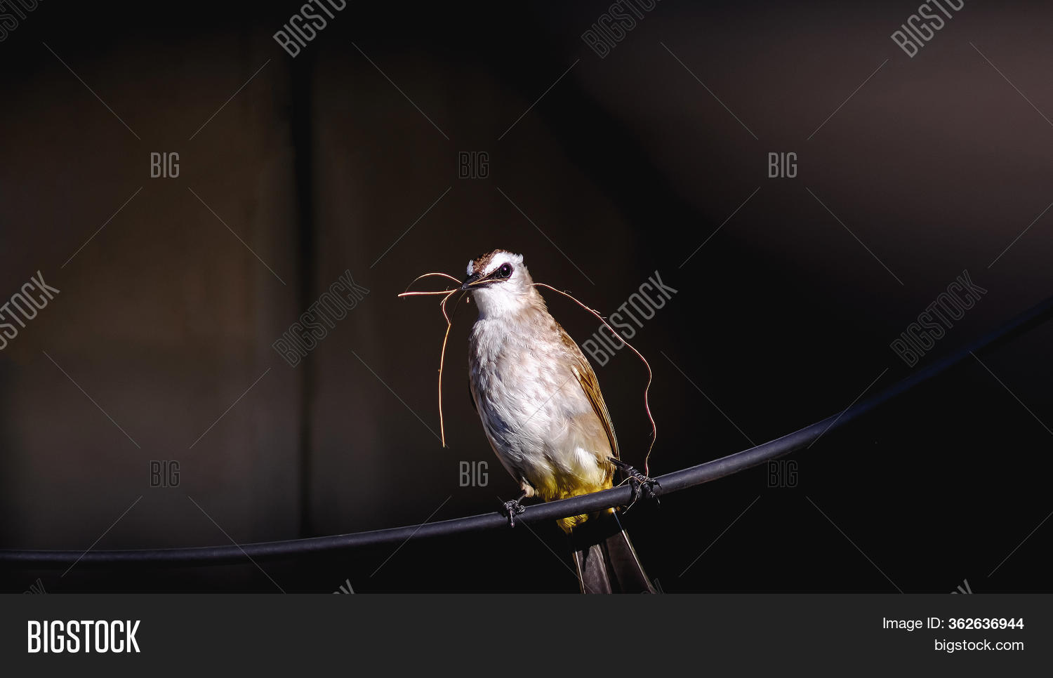 Yellow-vented Bulbul Image & Photo (Free Trial) | Bigstock