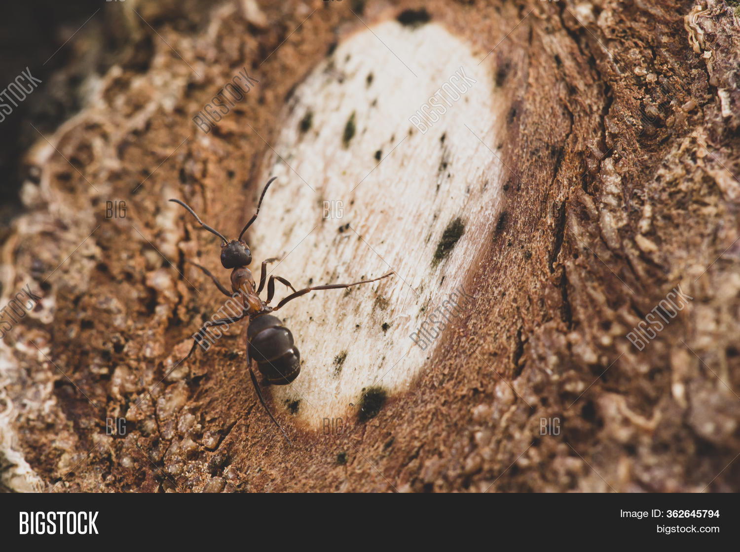 Red Forest Ant, Image & Photo (Free Trial) | Bigstock