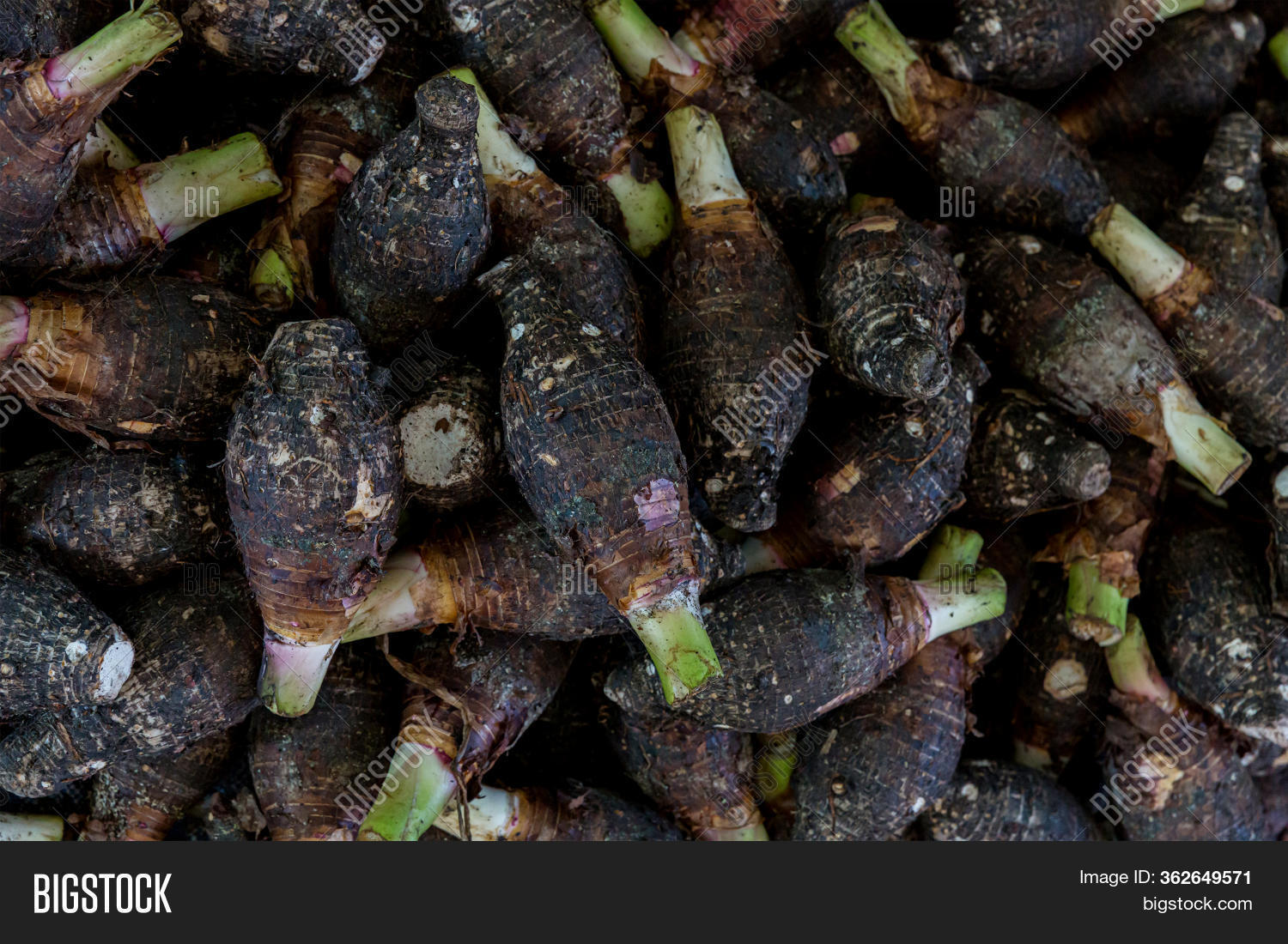 Raw Fresh Taro Pile . Image & Photo (Free Trial) | Bigstock