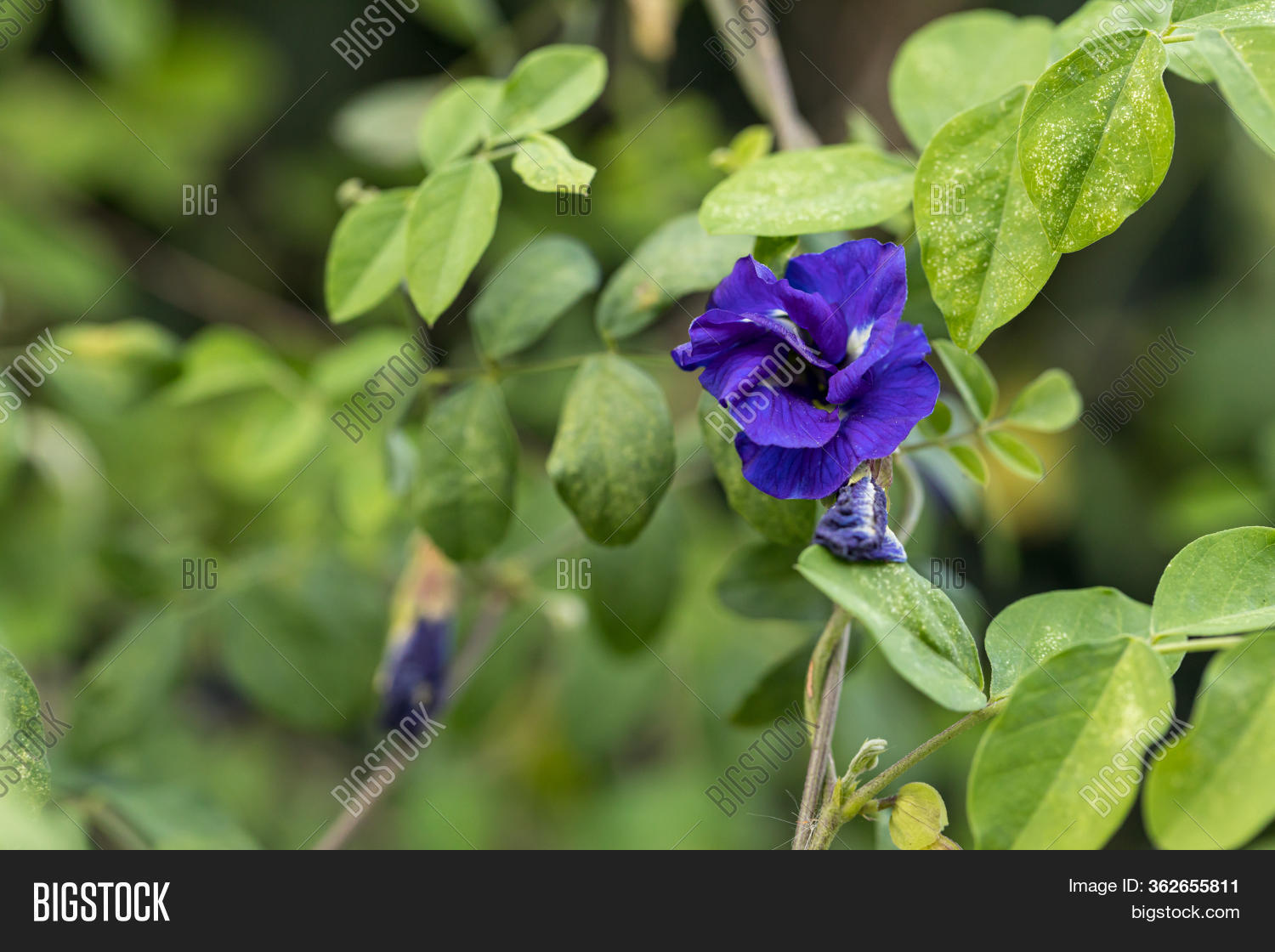 Butterfly Pea Flower, Image & Photo (Free Trial) | Bigstock